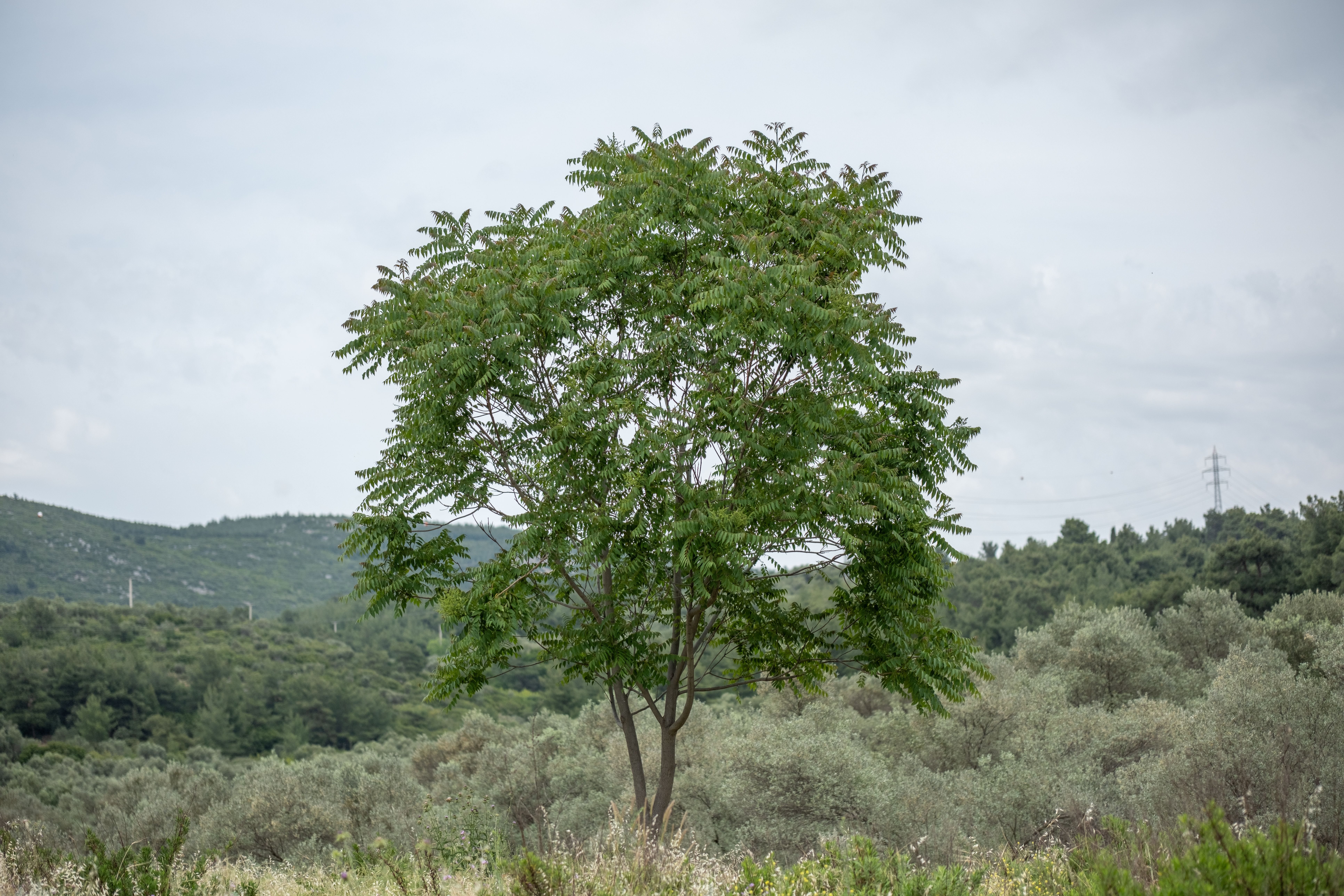 Staghorn Sumac Tree in Countryside · Free Stock Photo