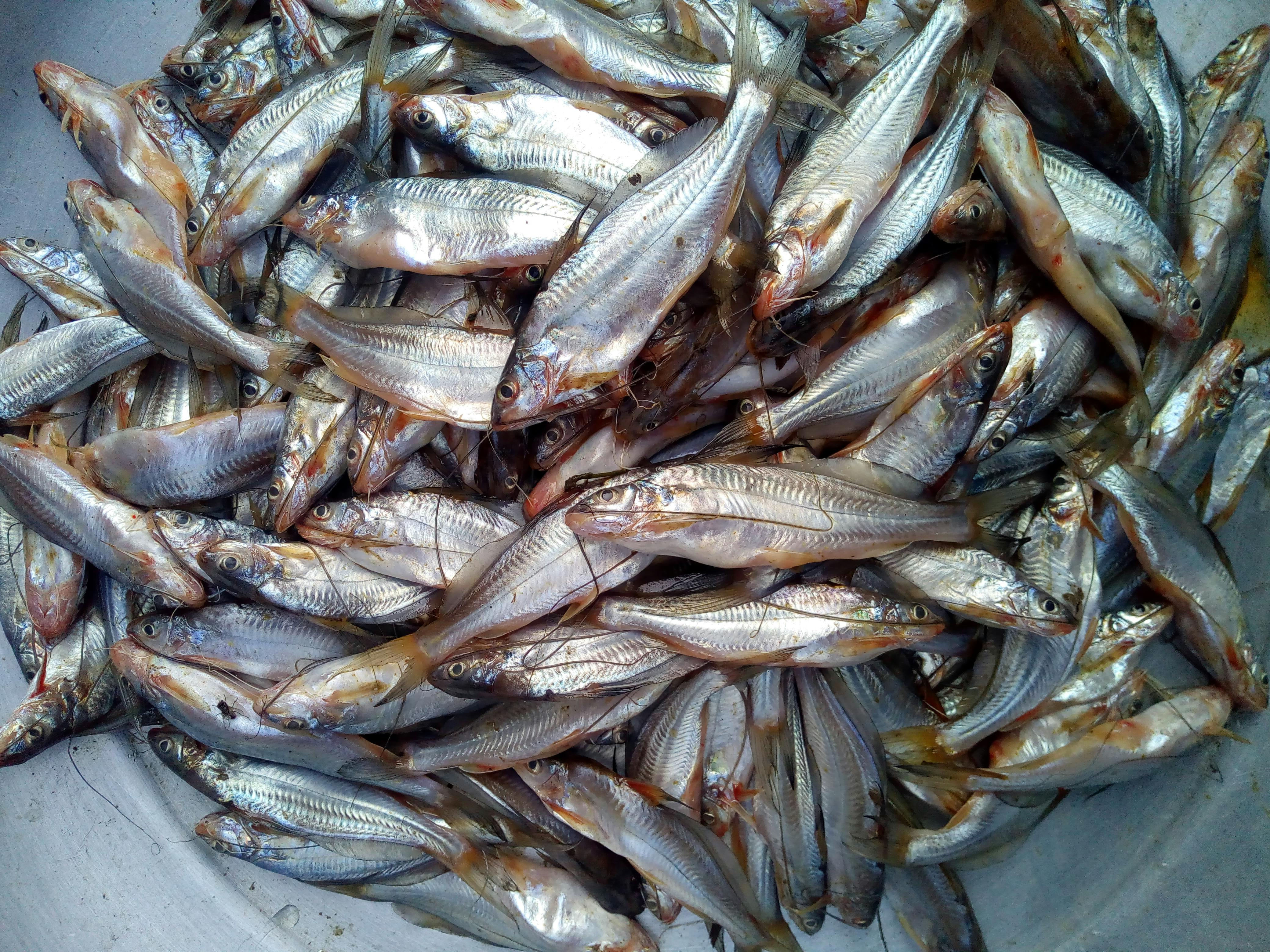 Bangladeshi River Fish · Free Stock Photo