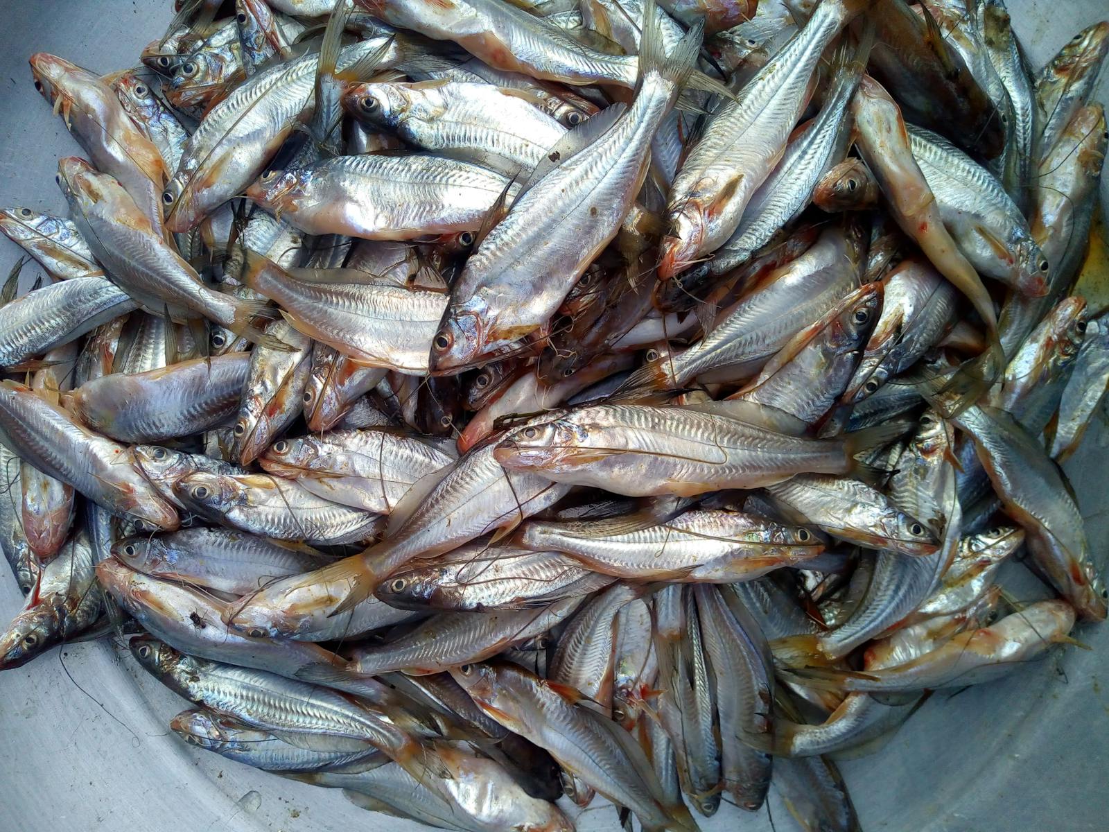 Catfish Photos, Download The BEST Free Catfish Stock Photos & HD Images