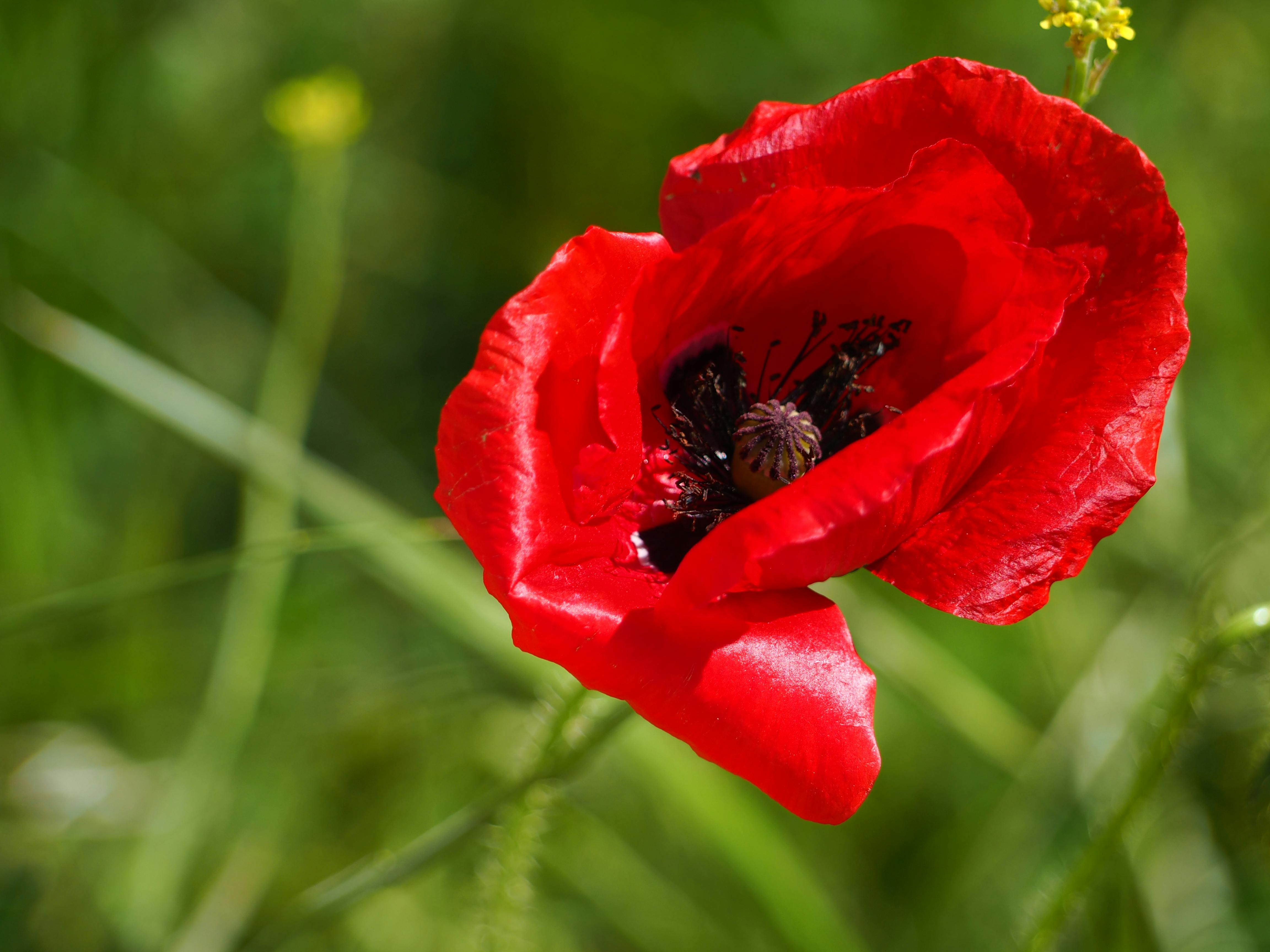 Canadian Poppy Photos, Download The BEST Free Canadian Poppy Stock ...