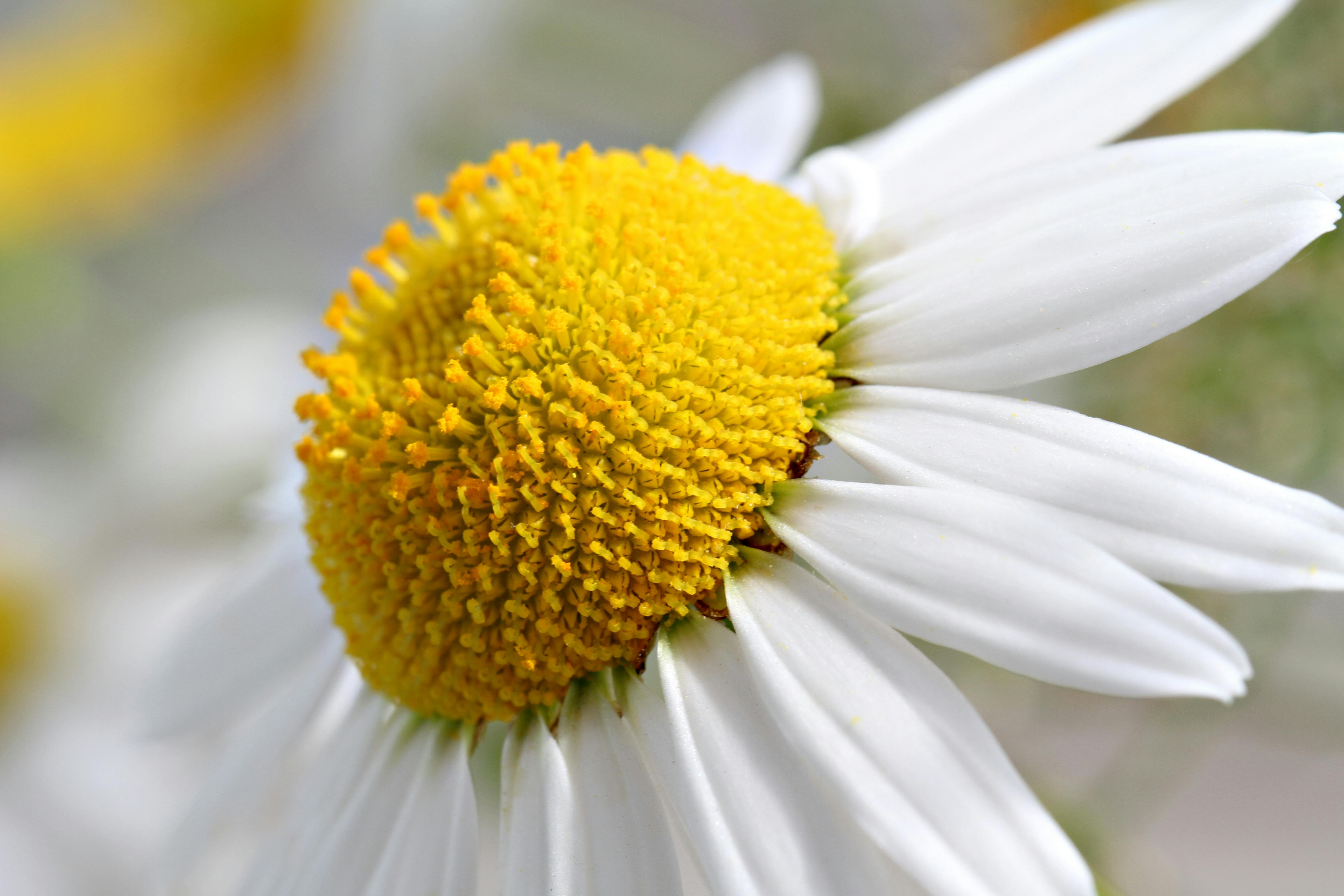 Close-up of a Chamomile Flower · Free Stock Photo