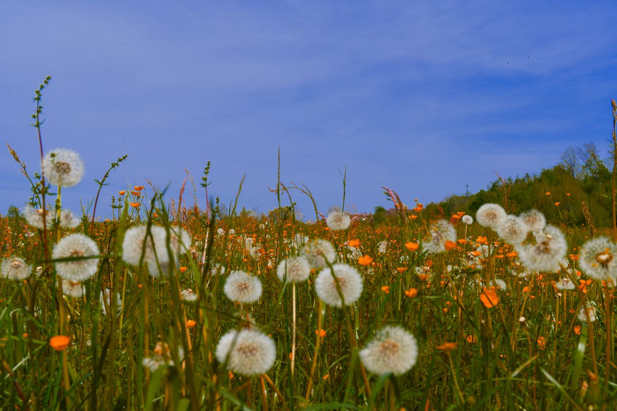 Switzerland In The Spring Photos, Download The BEST Free Switzerland In ...