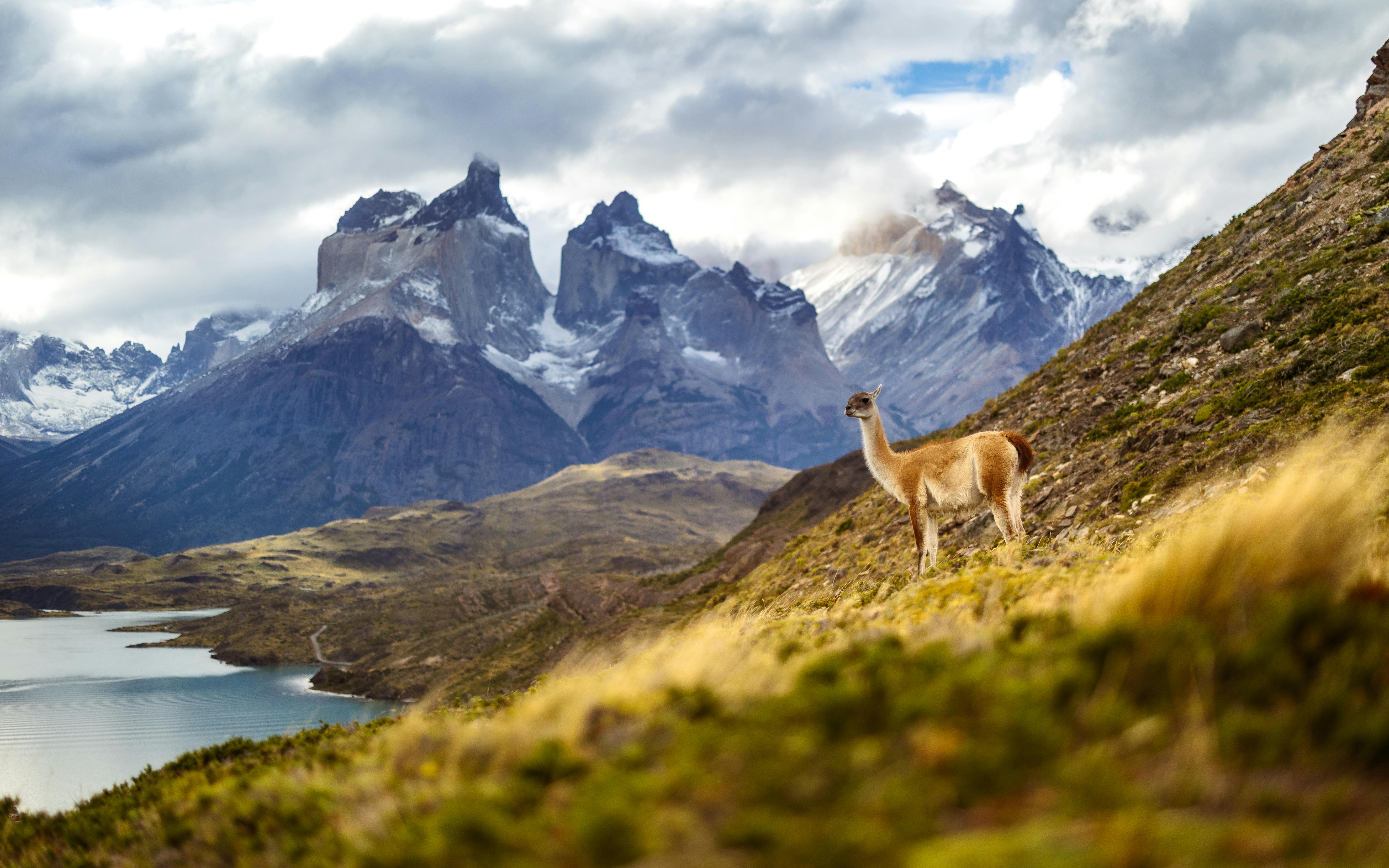 Безкоштовне стокове фото: andes, biome, cordillera paine, torres del ...