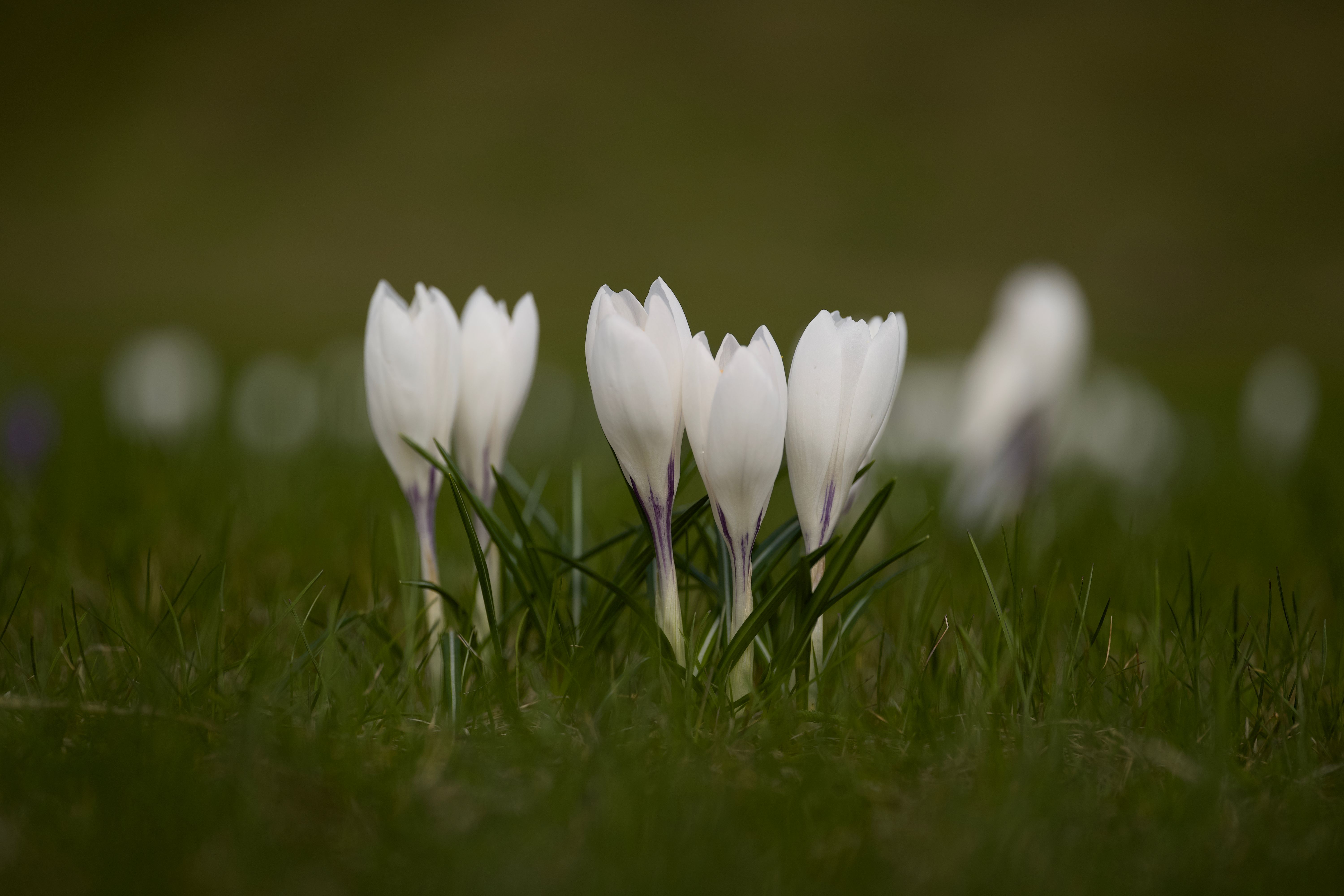 Crocuses in Spring · Free Stock Photo