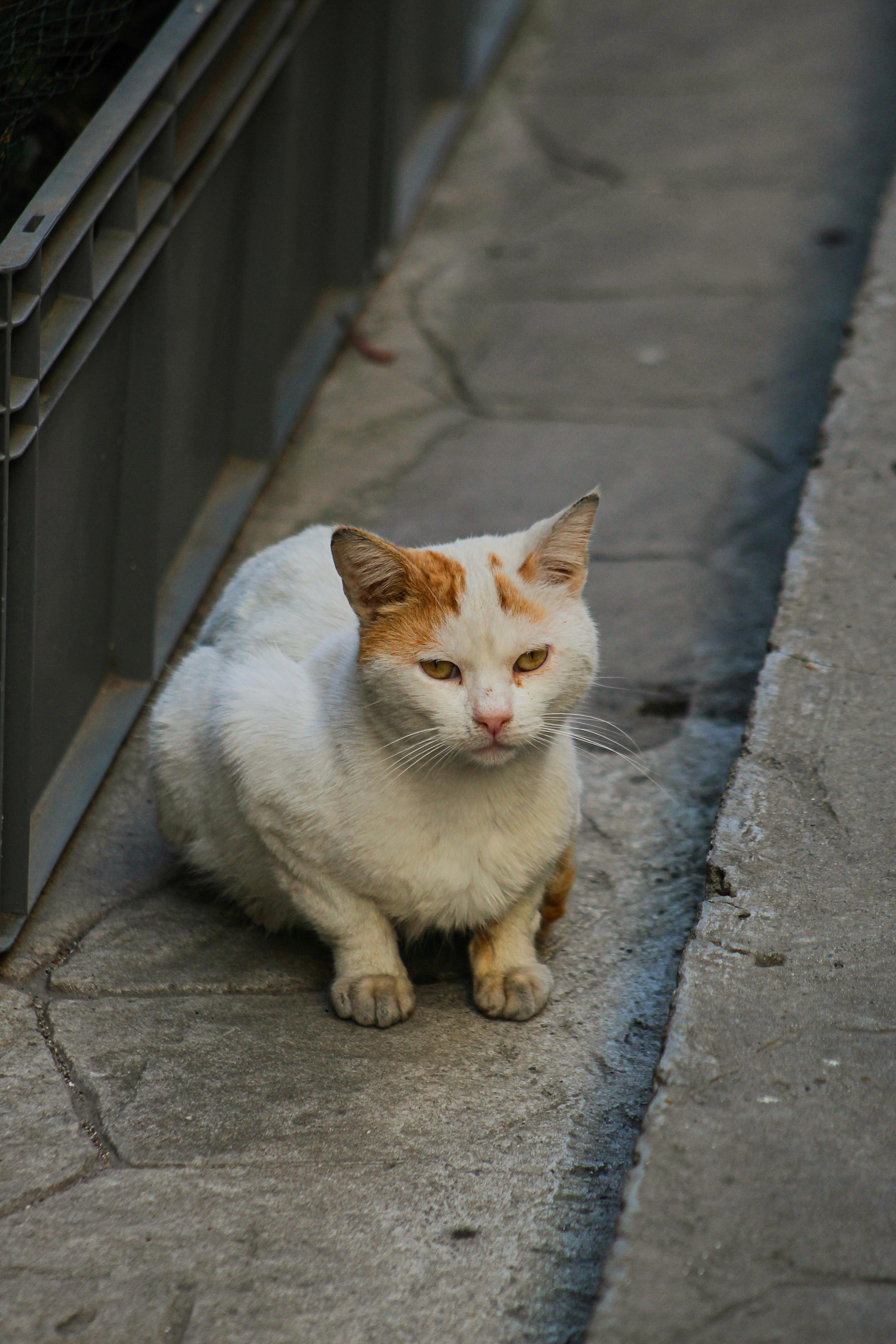 28.644+ Fotos y Imágenes de Gato coreano Gratis · Banco de Fotos Gratis