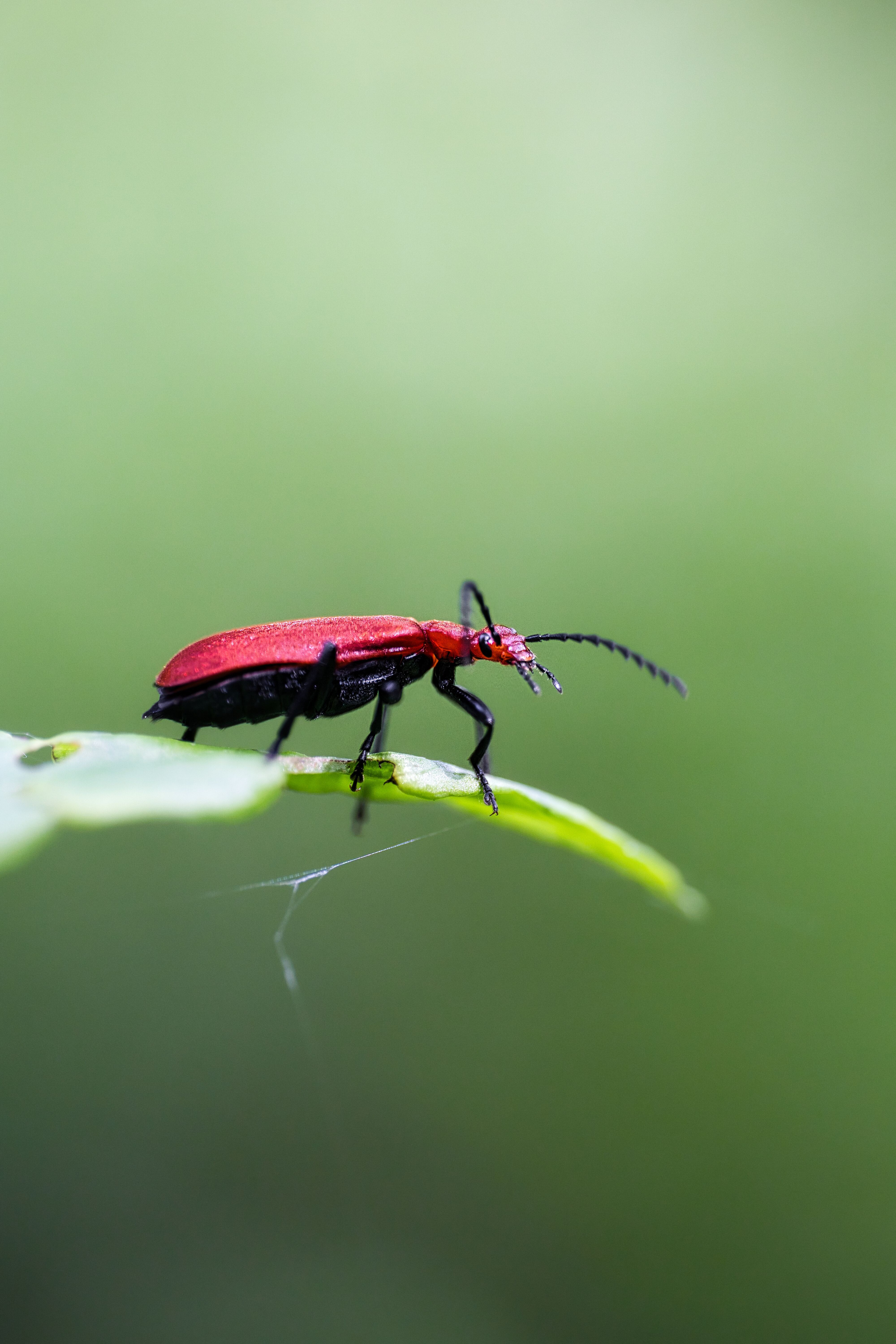Close-up of a Red Beetle Sitting on a Blade of Grass · Free Stock Photo