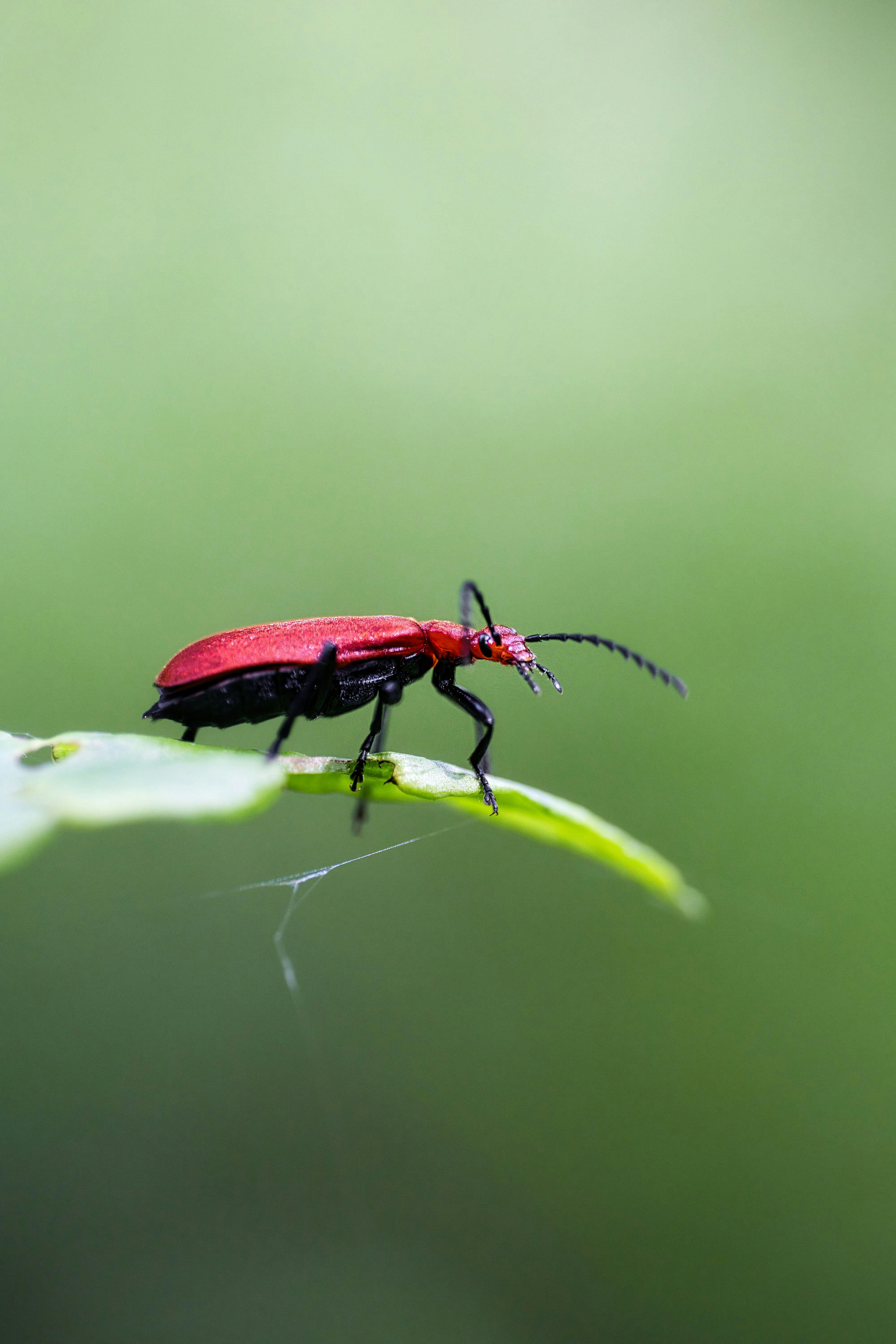 Close-Up Shot of a Bug Perched on a Leaf · Free Stock Photo