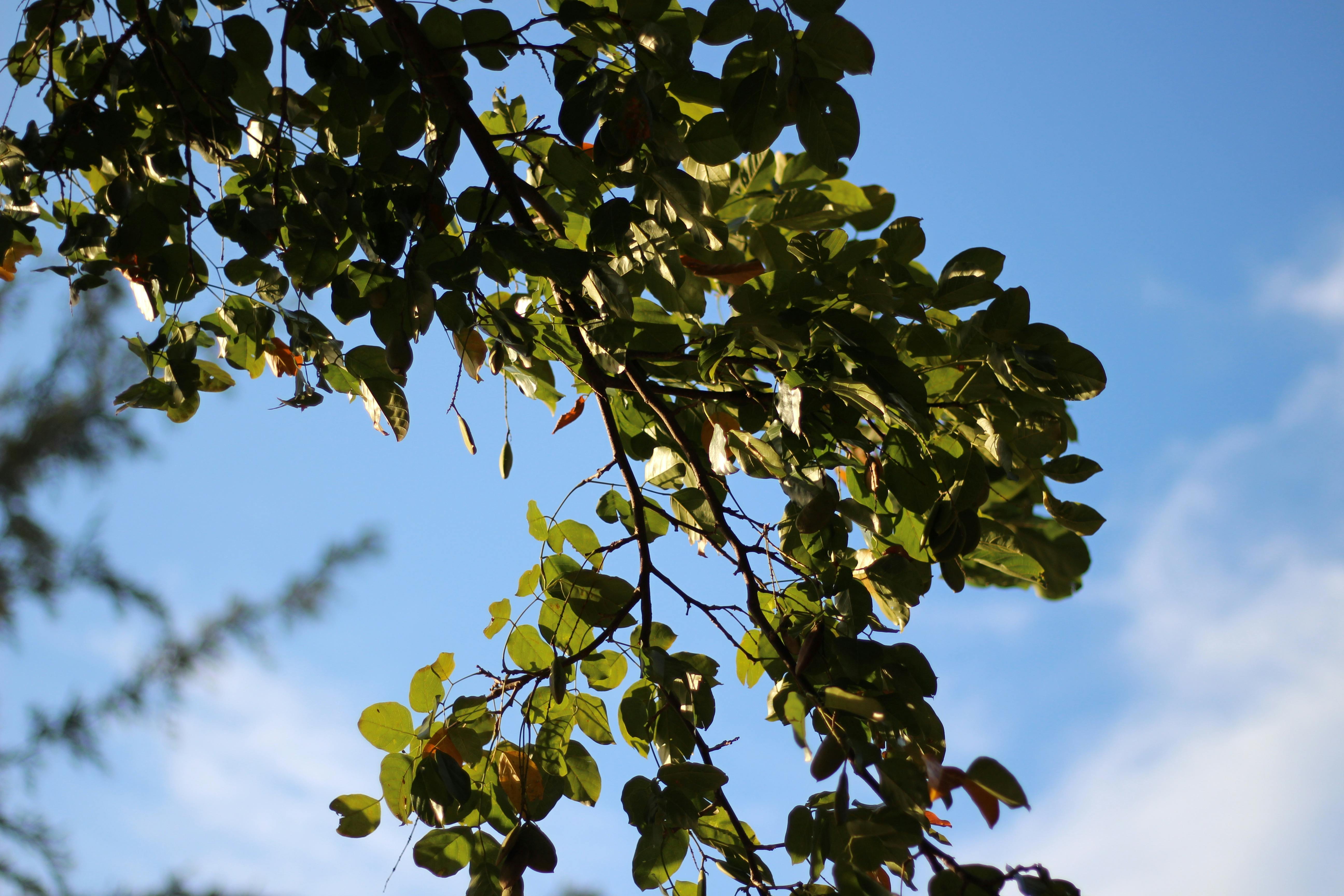 Nature Tree Photos, Download The BEST Free Nature Tree Stock Photos ...