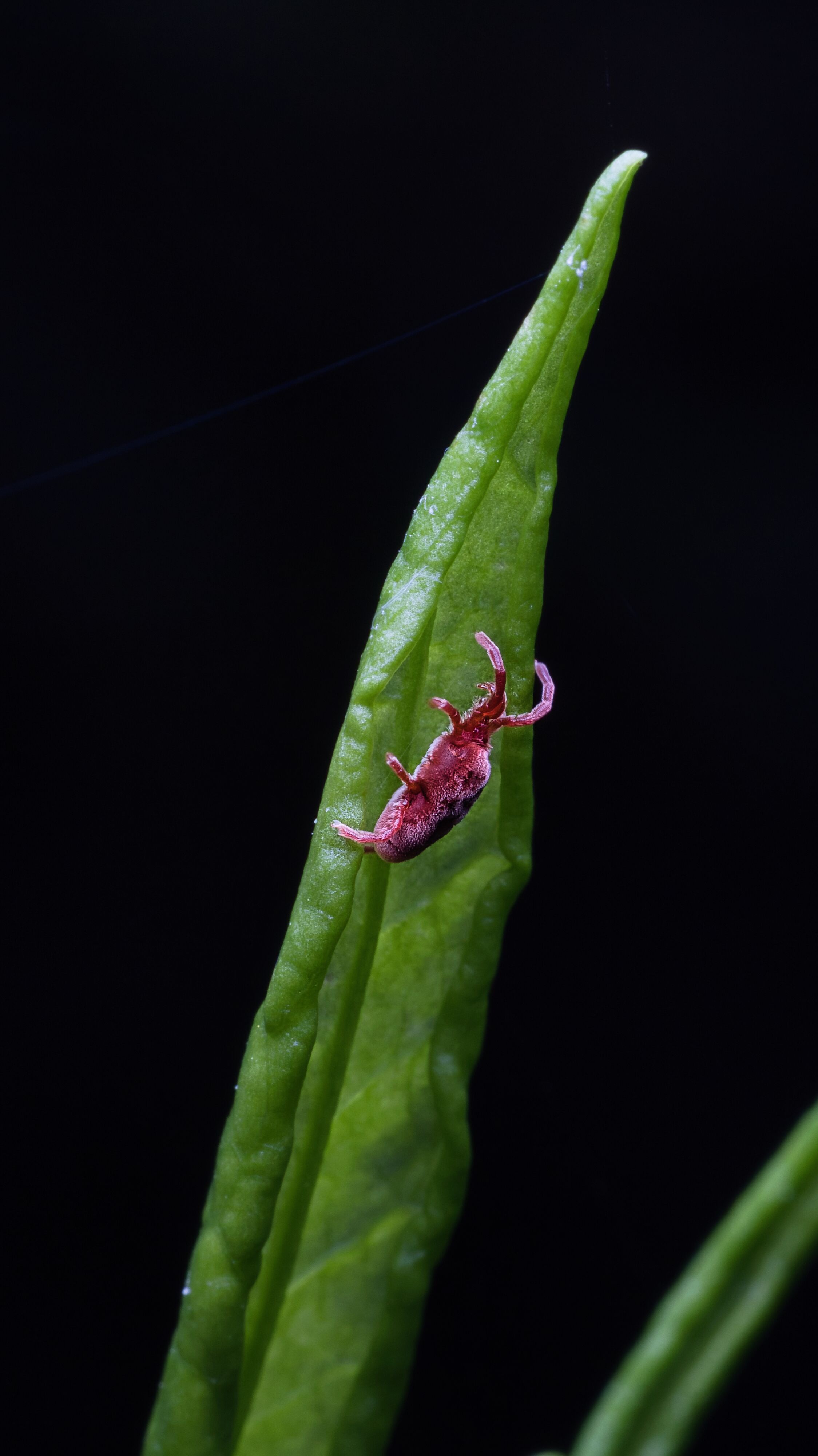 Entomology Studies Photos, Download The BEST Free Entomology Studies ...