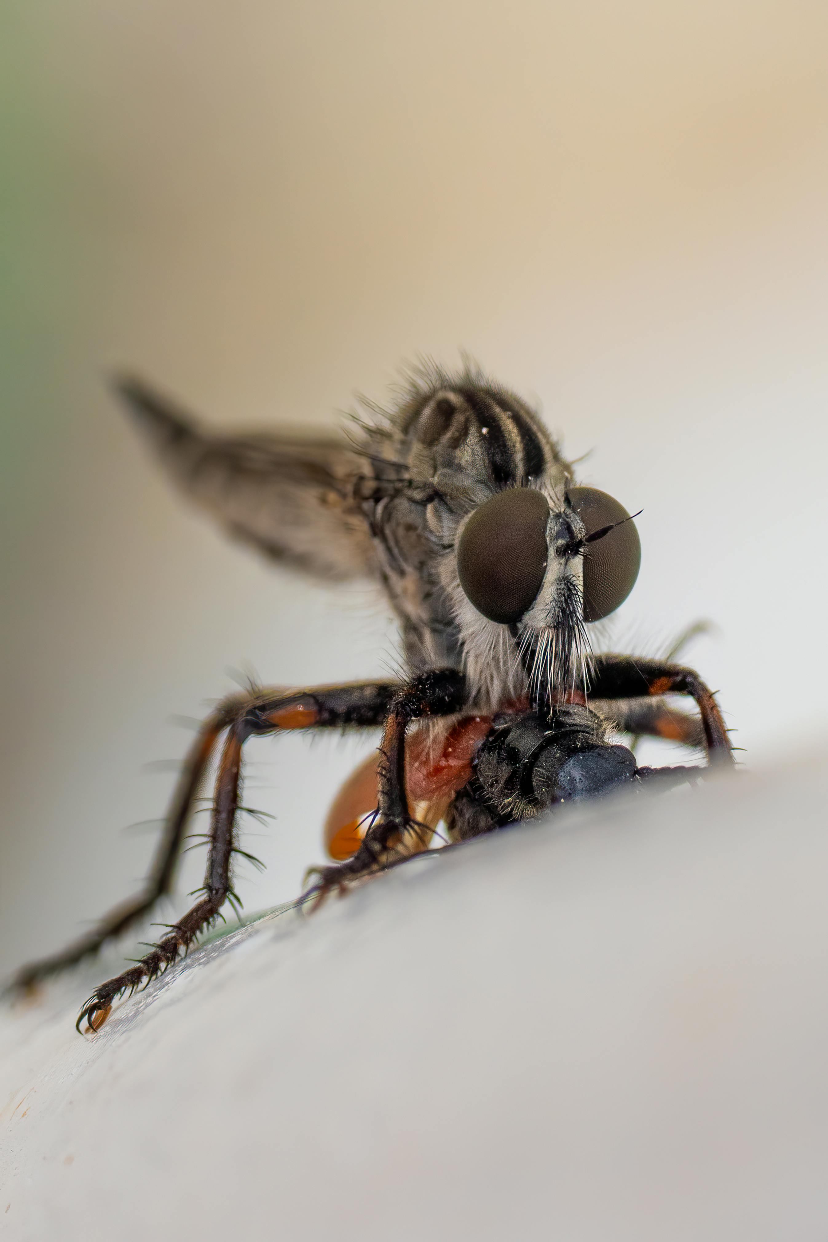 Tropical Fly on Human · Free Stock Photo