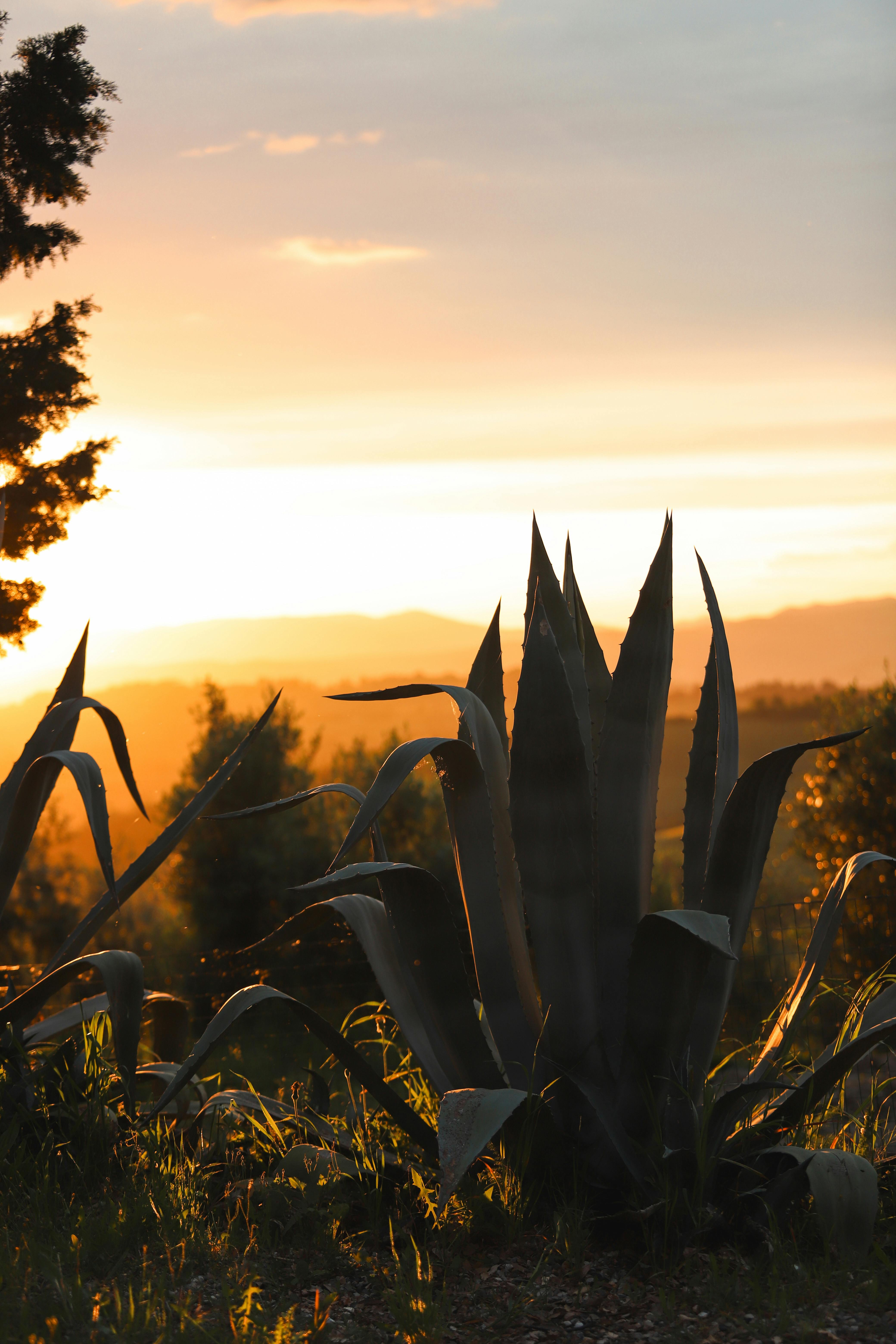 Photo of Aloe Vera Plant at Sunset · Free Stock Photo