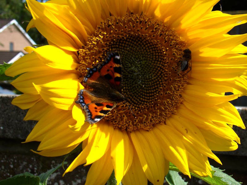 Lily Bee Photos, Download The BEST Free Lily Bee Stock Photos & HD Images