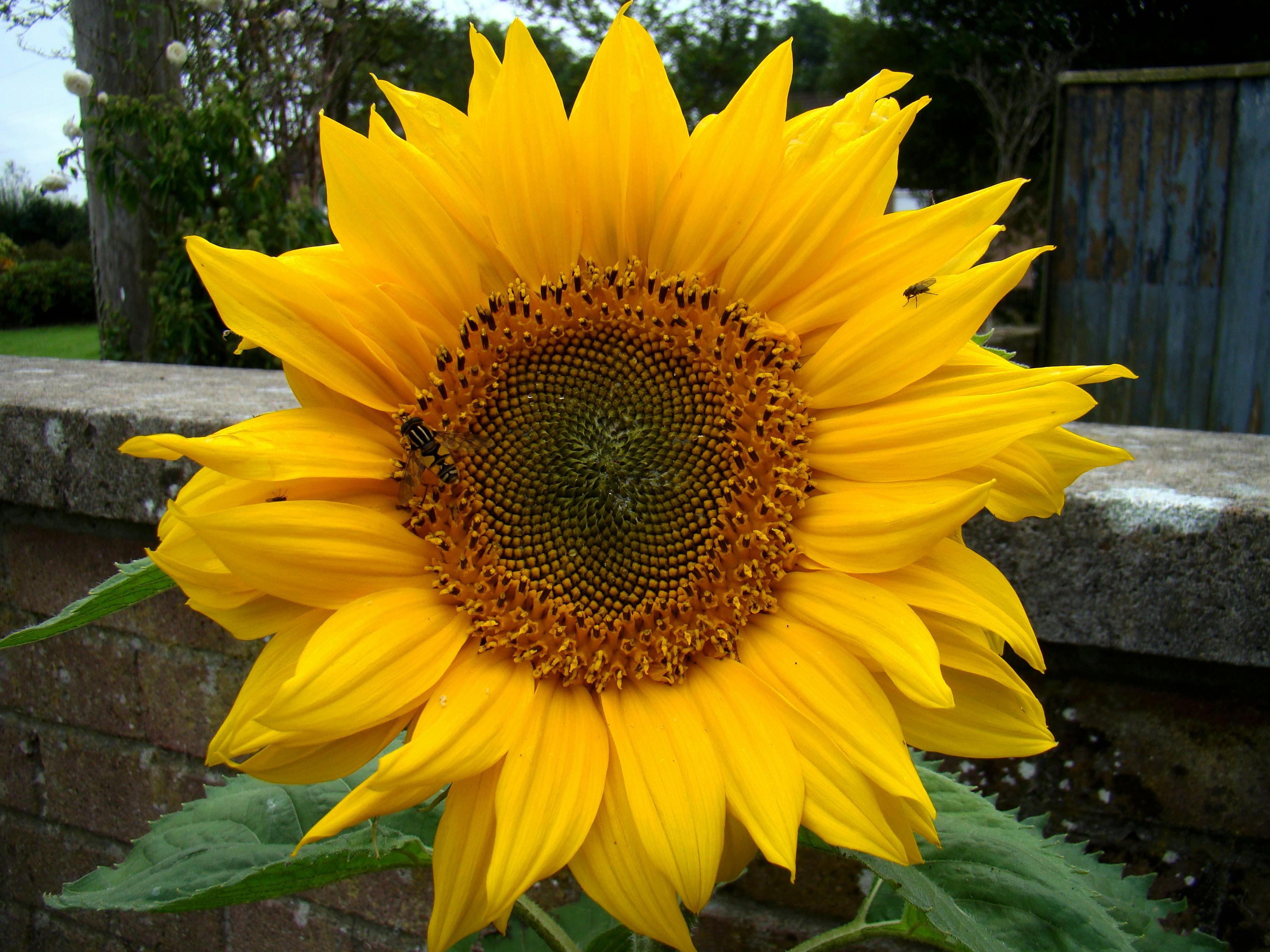 Sunflower · Free Stock Photo
