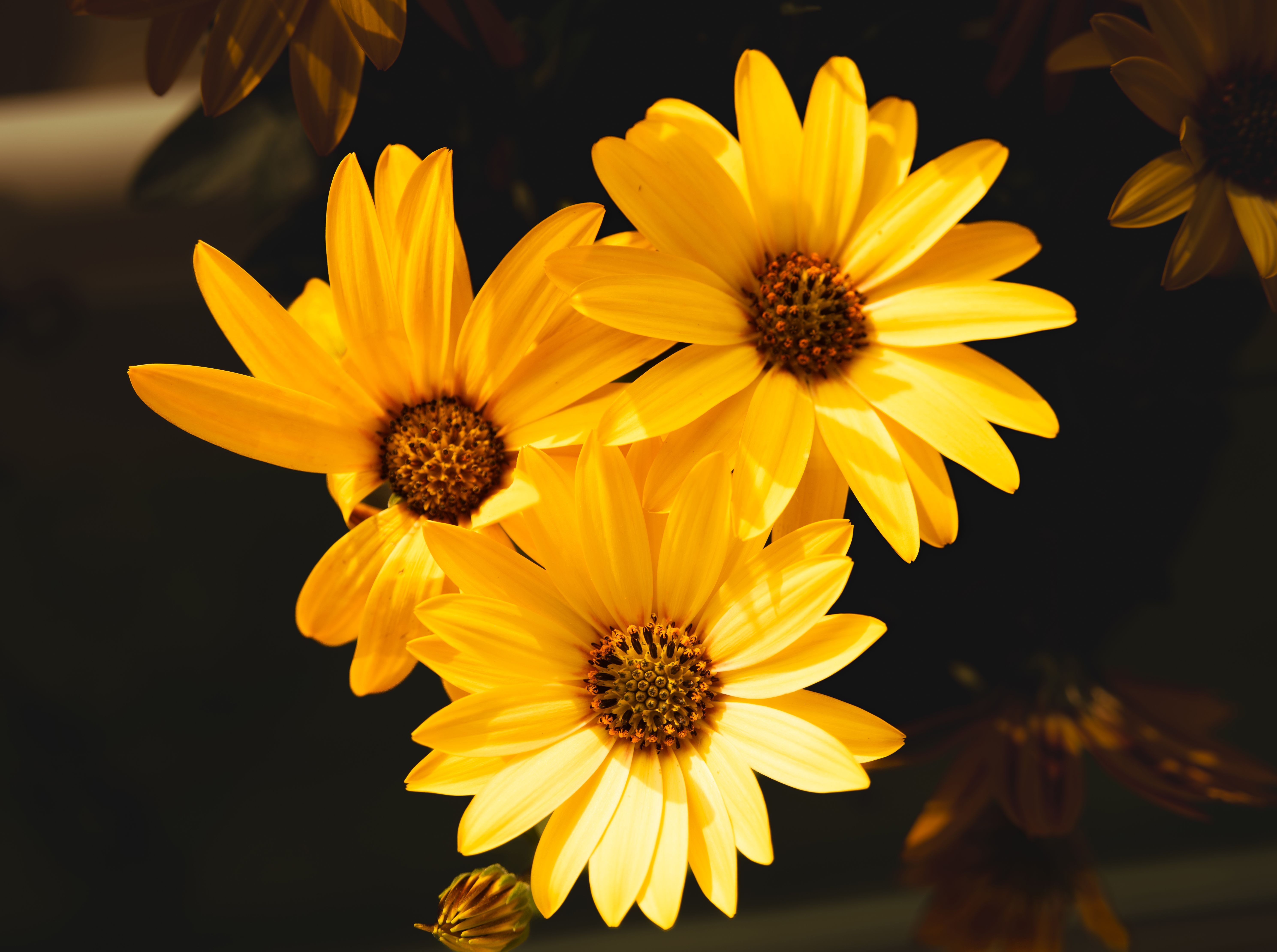 Yellow Spanish Daisy Flowers · Free Stock Photo