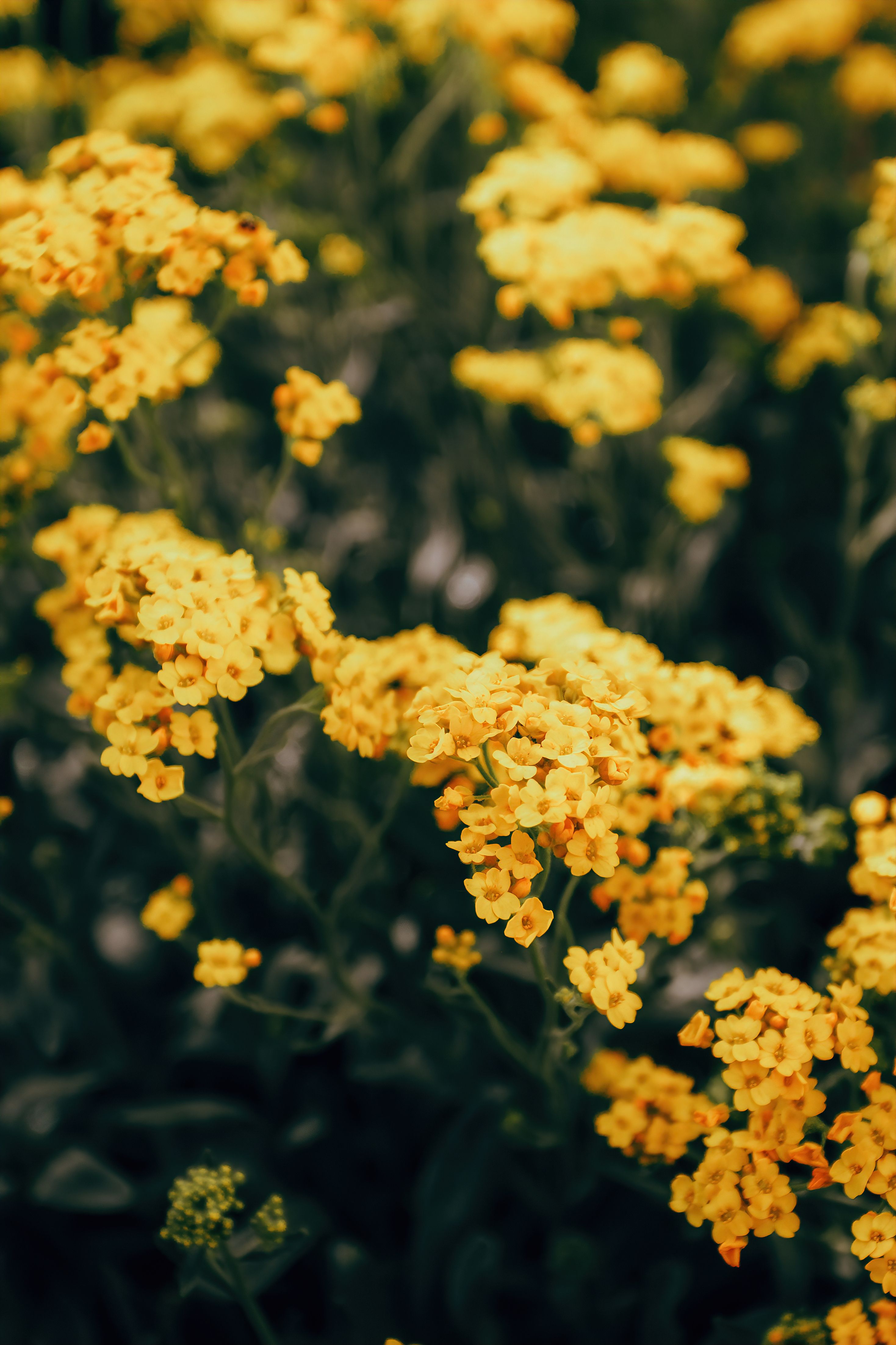 Yellow Flowers in a Garden · Free Stock Photo