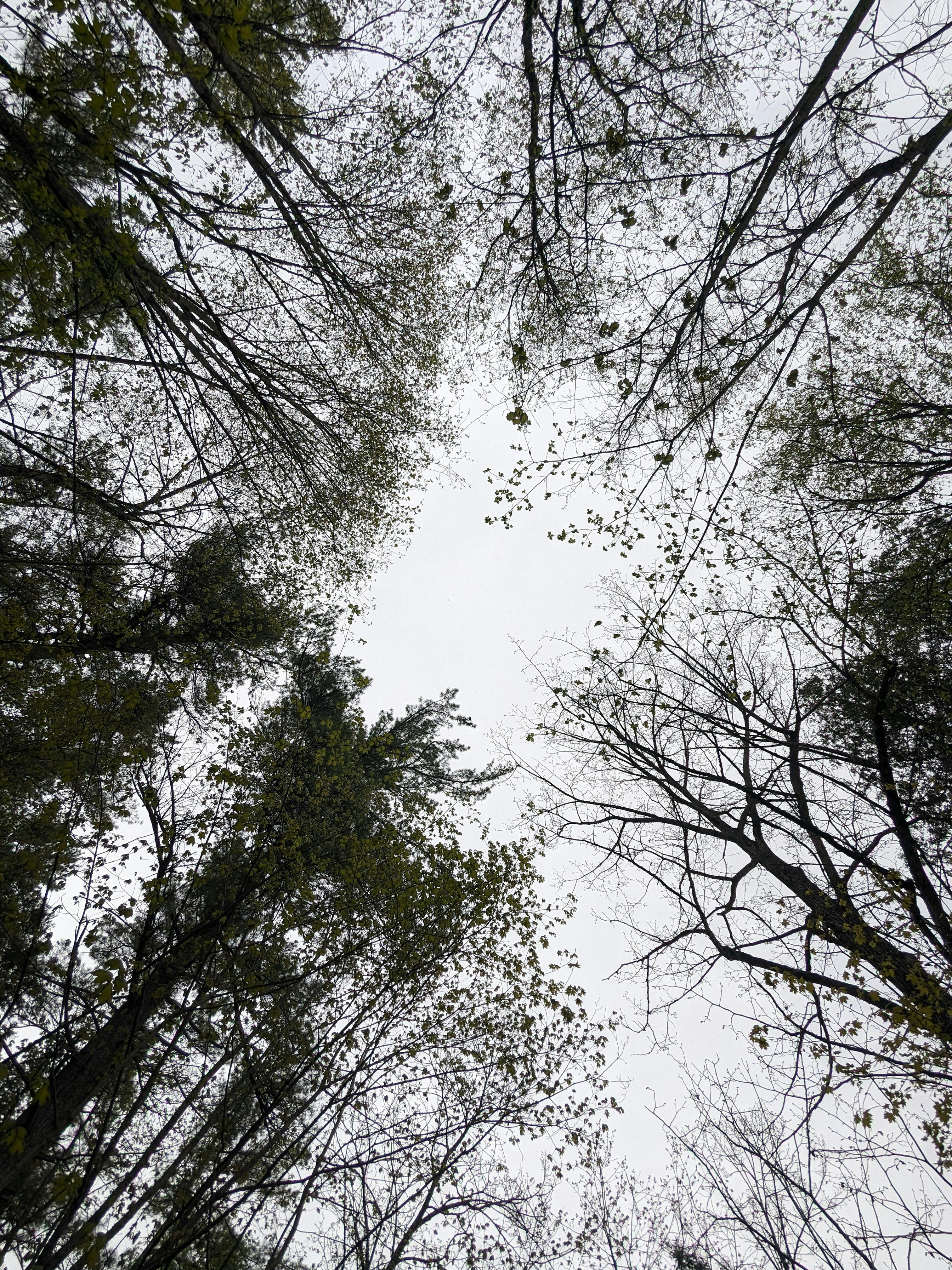 A view of trees from the ground looking up · Free Stock Photo