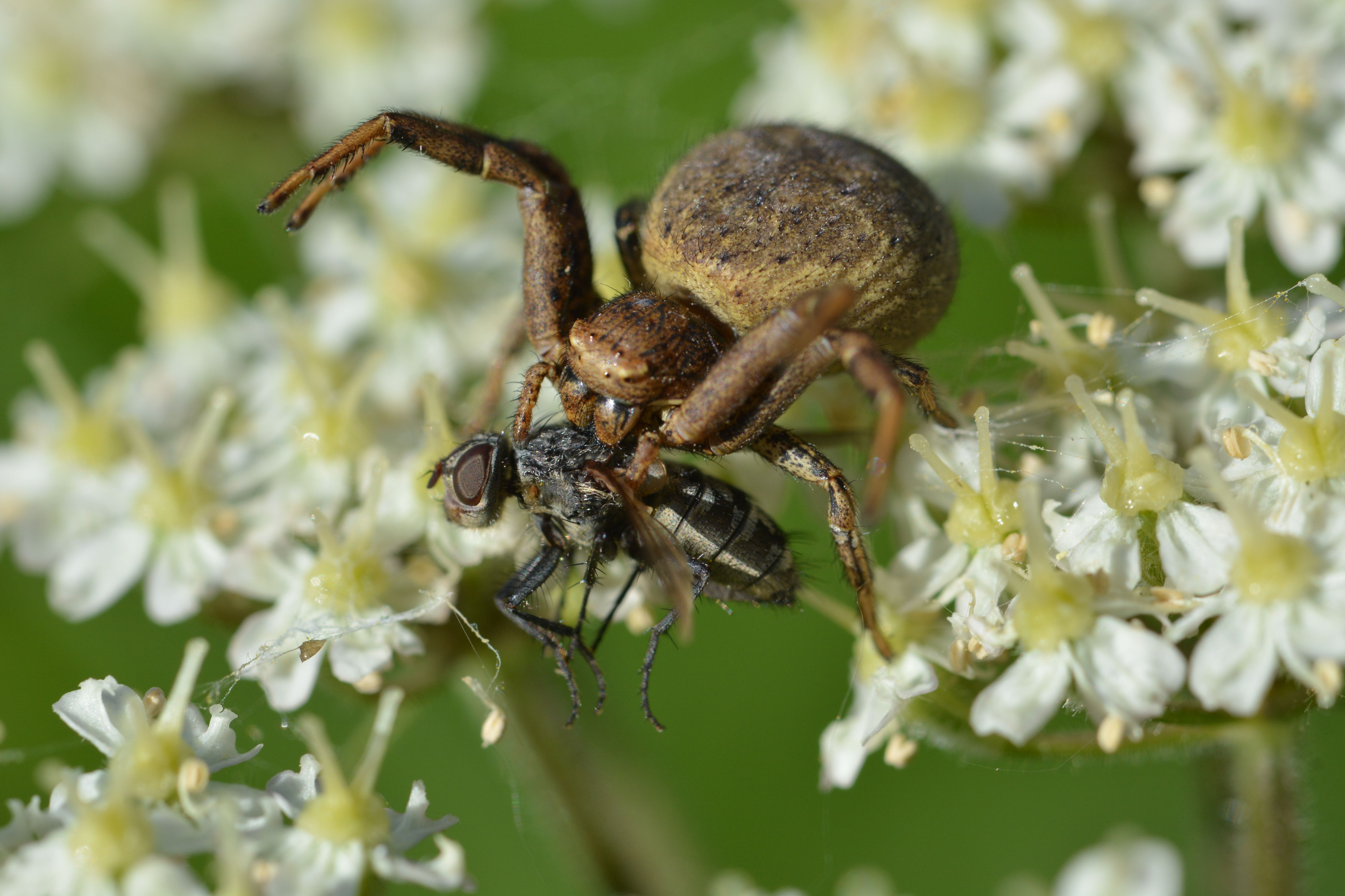Close-up of a Spider Holding a Fly while Sitting on a Flower · Free ...