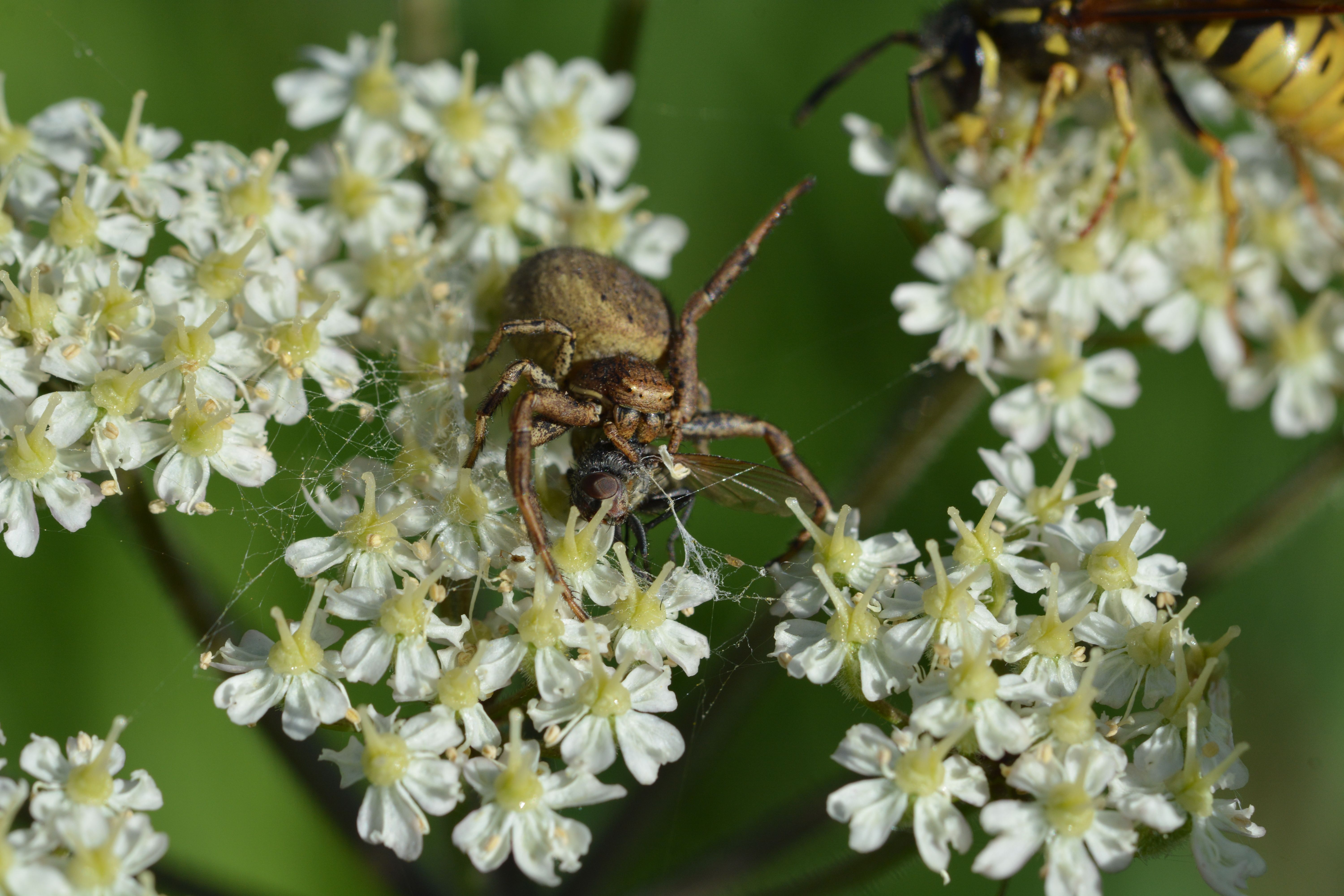 Spider Among White Flowers · Free Stock Photo