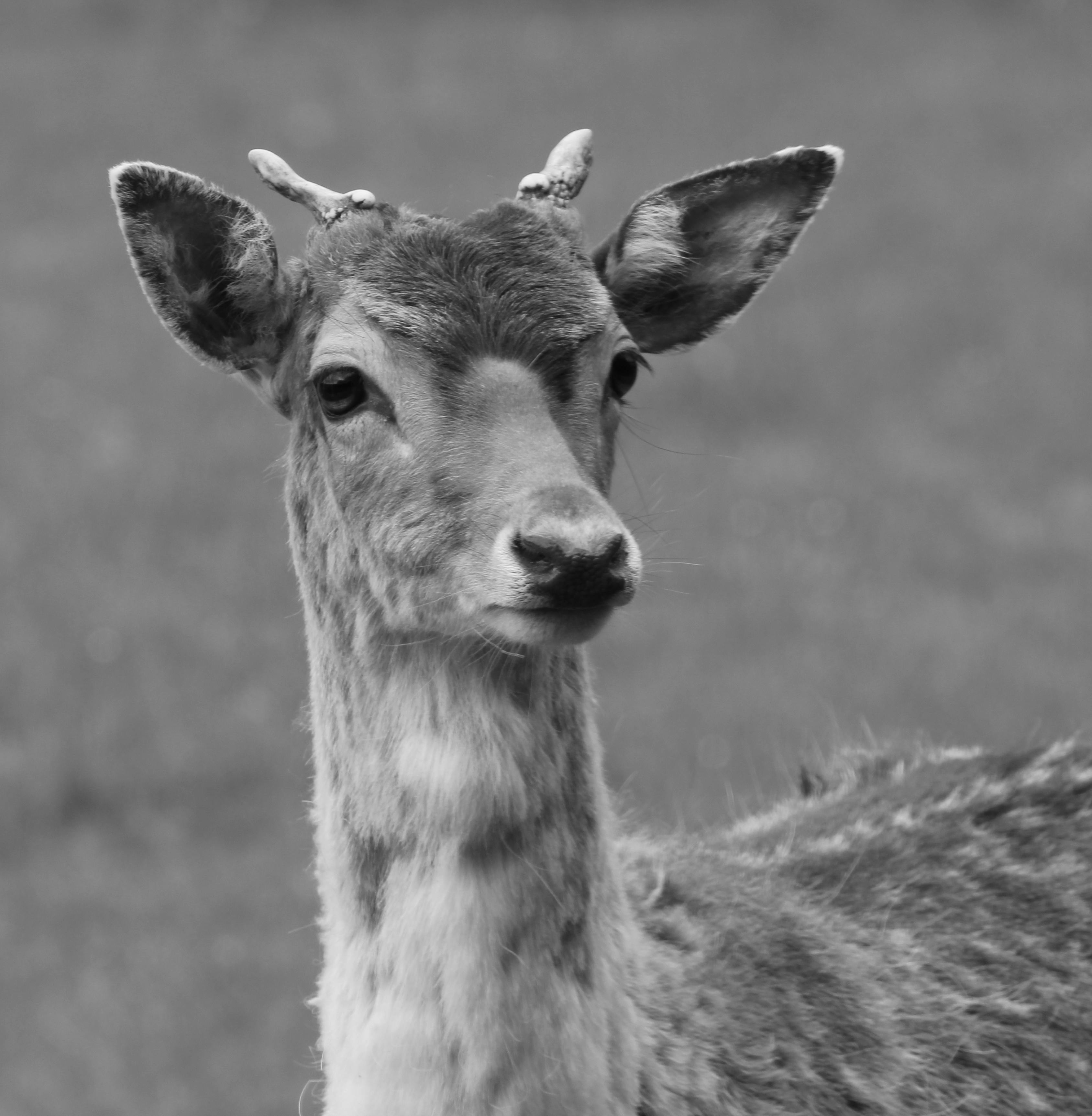 Portrait of Buck Fawn · Free Stock Photo
