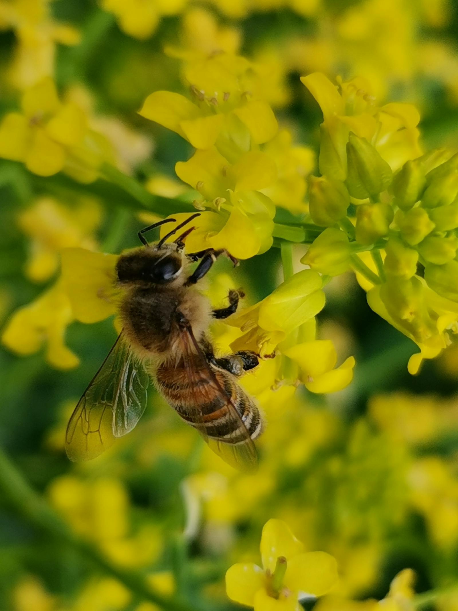 Lily Bee Photos, Download The BEST Free Lily Bee Stock Photos & HD Images