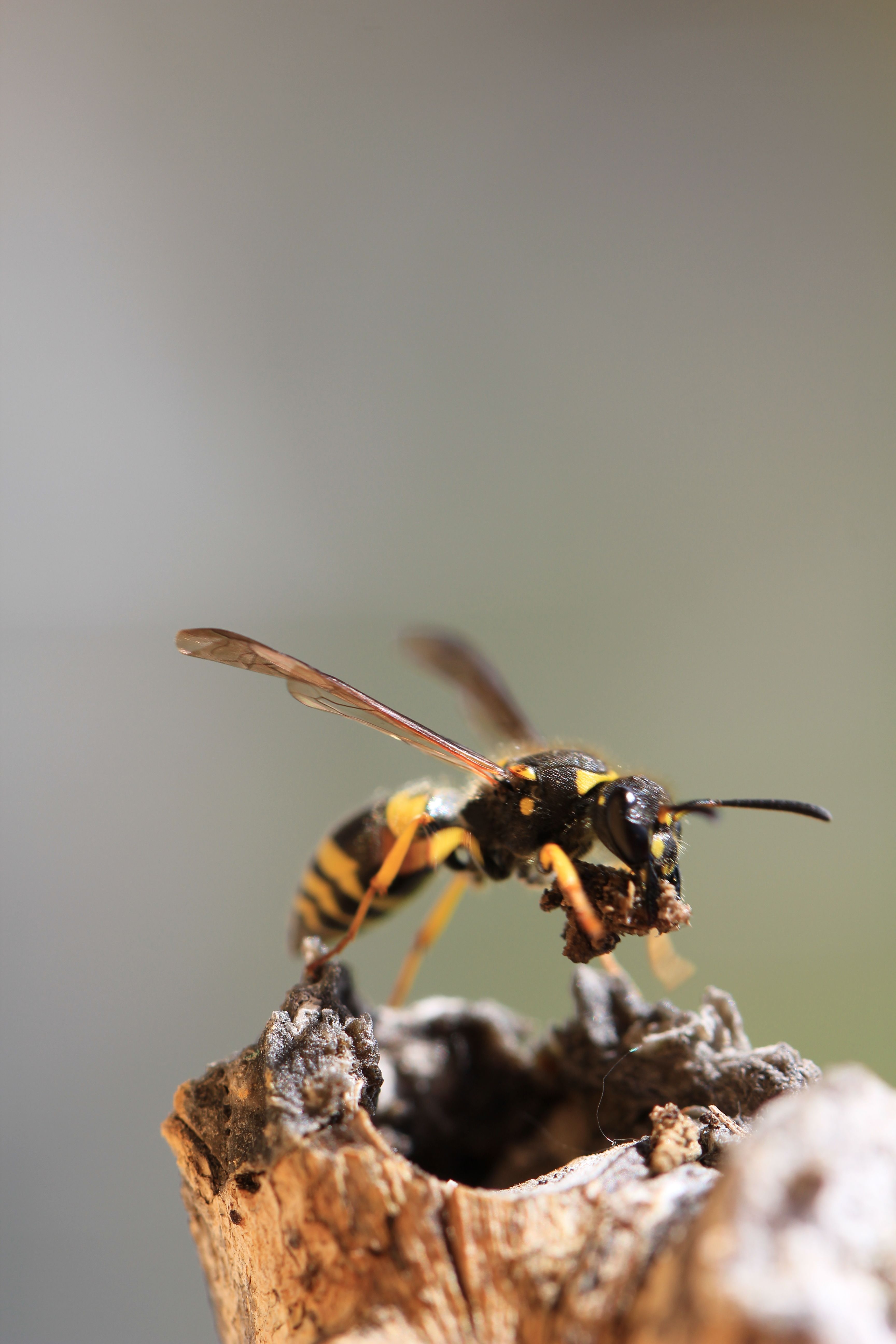 Close-up of a Wasp · Free Stock Photo