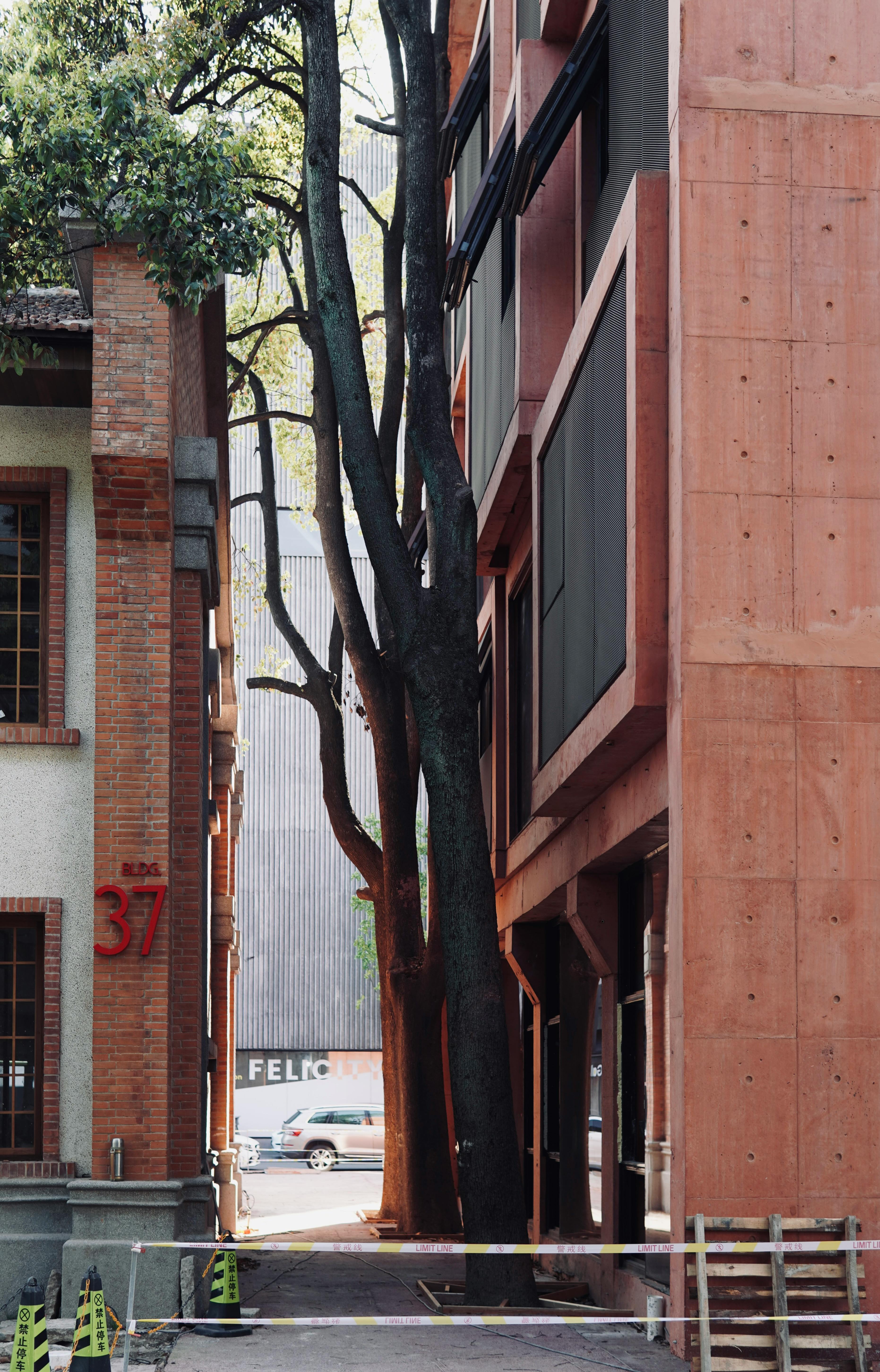 Tree between Buildings · Free Stock Photo