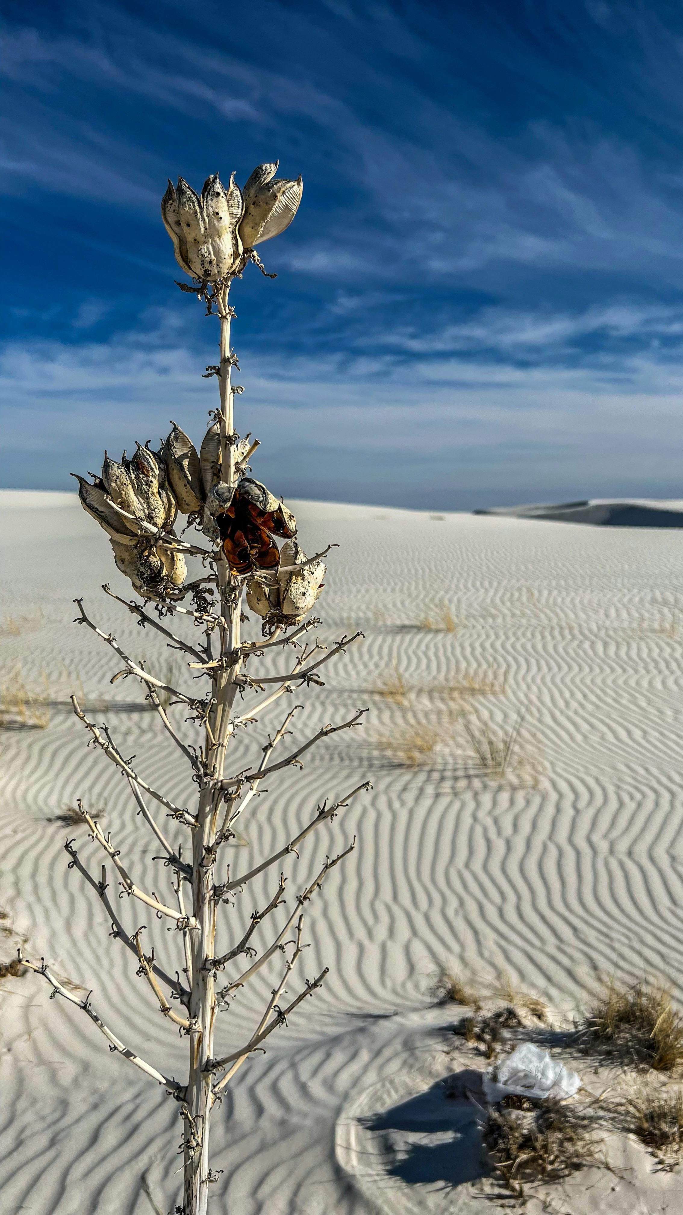 Withered Tree on Barren Desert · Free Stock Photo