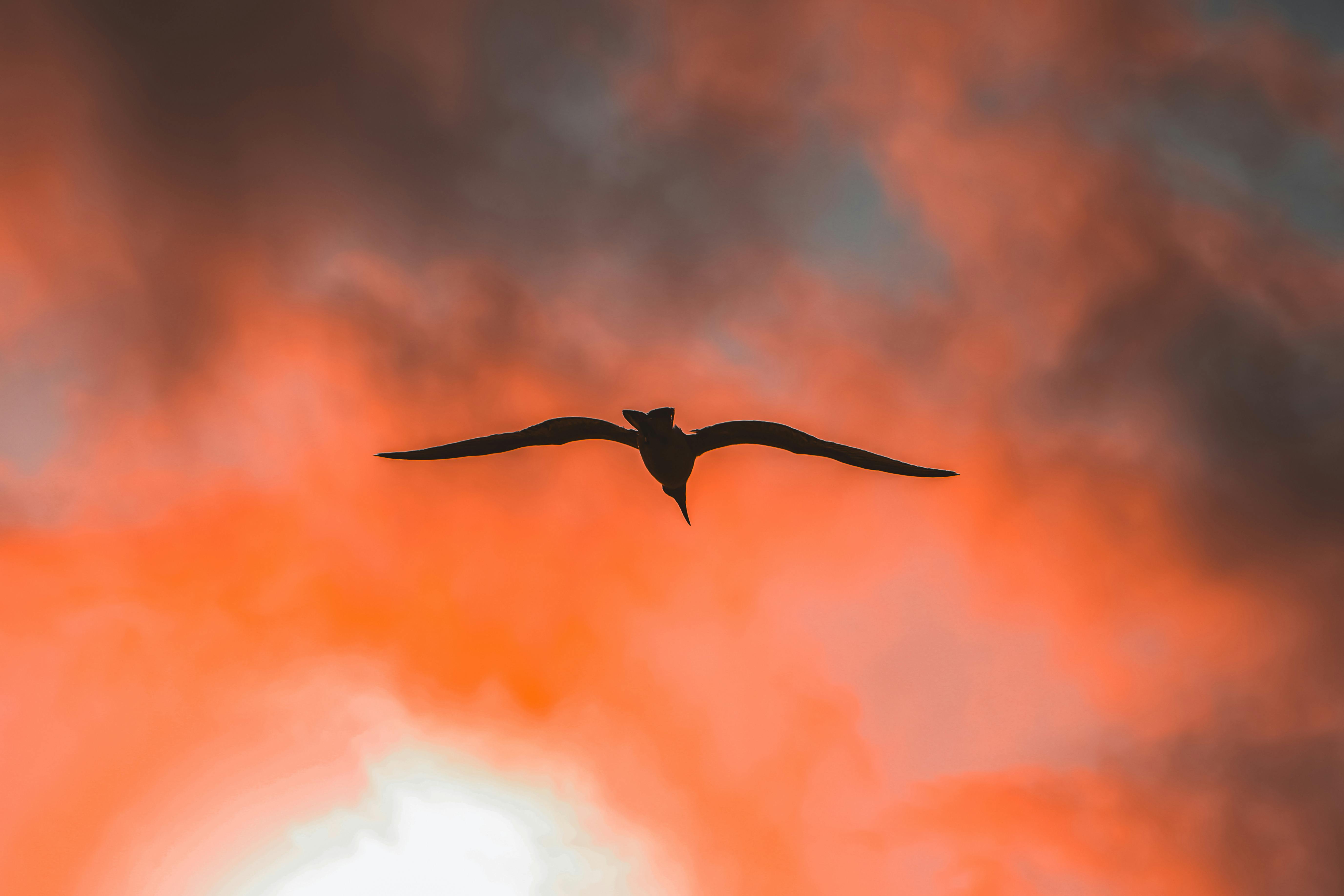 Silhouette of Bird Flying at Sunset · Free Stock Photo