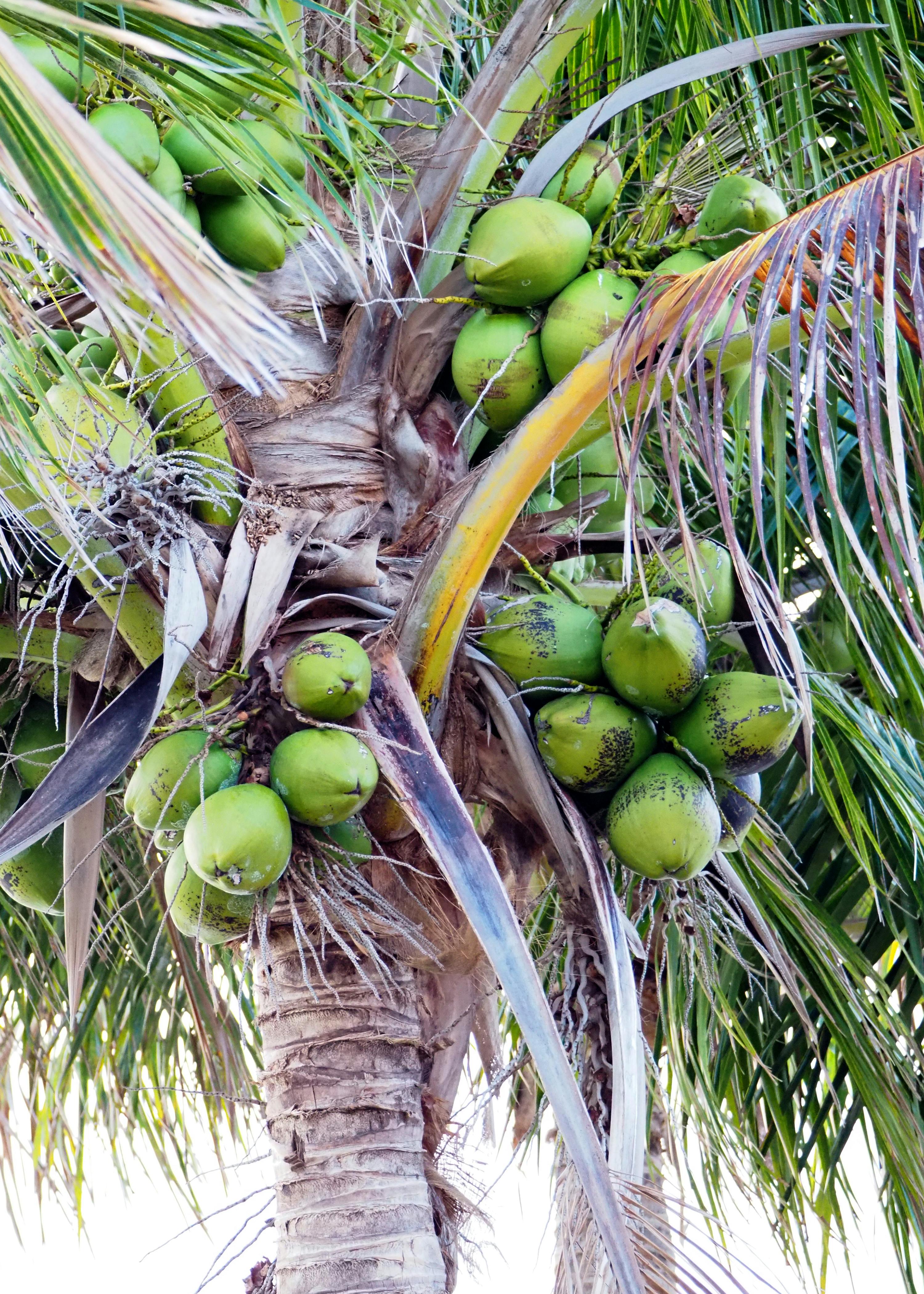 Plants & Flowers 111 Photos & Videos Collected by Alexa Heinrich