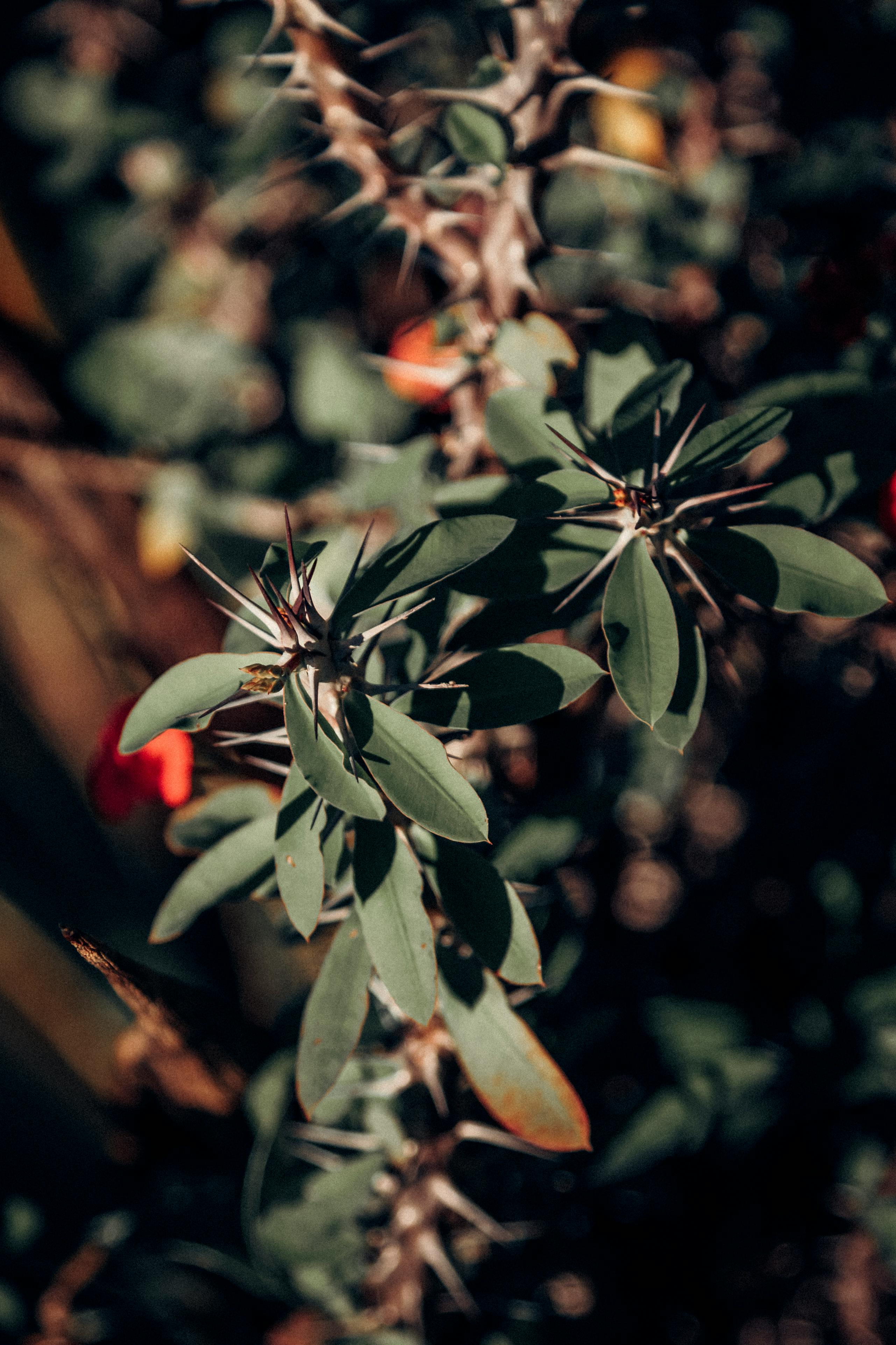 Green Plants with Spikes · Free Stock Photo
