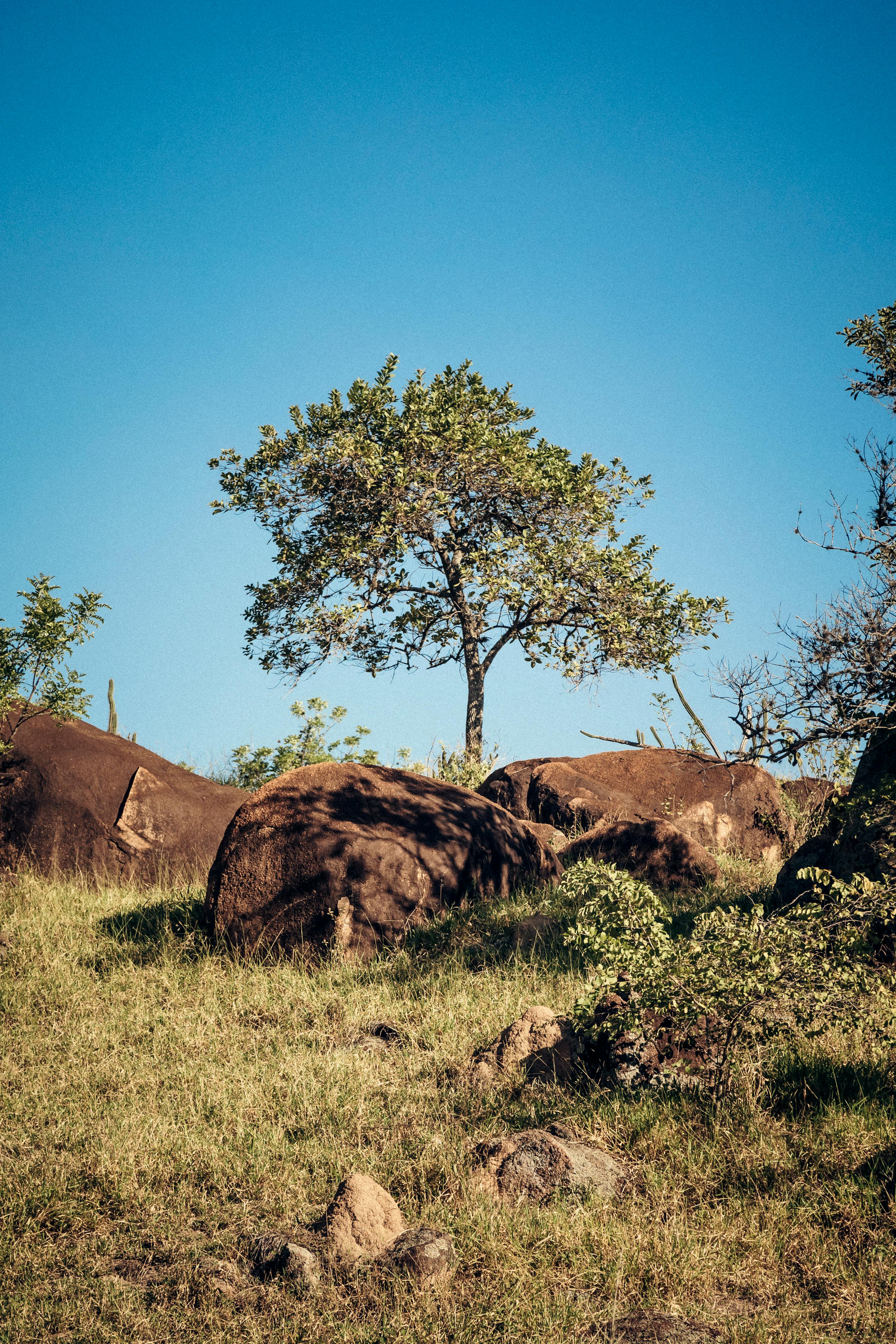 A Tree between Rocks in a Park under a Blue Sky · Free Stock Photo