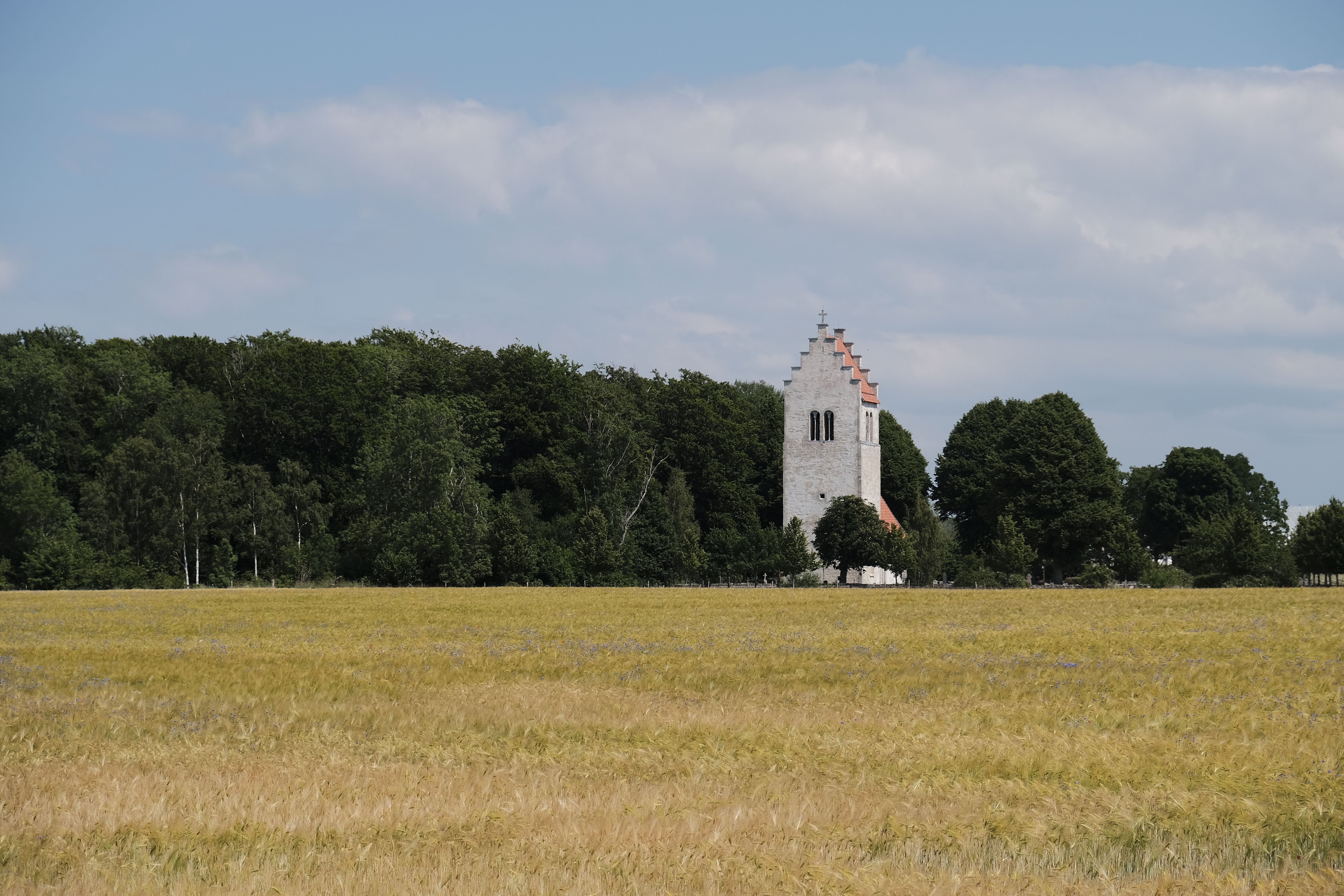 Field next to Forest and Fanefjord Church on Mon Island in Denmark ...