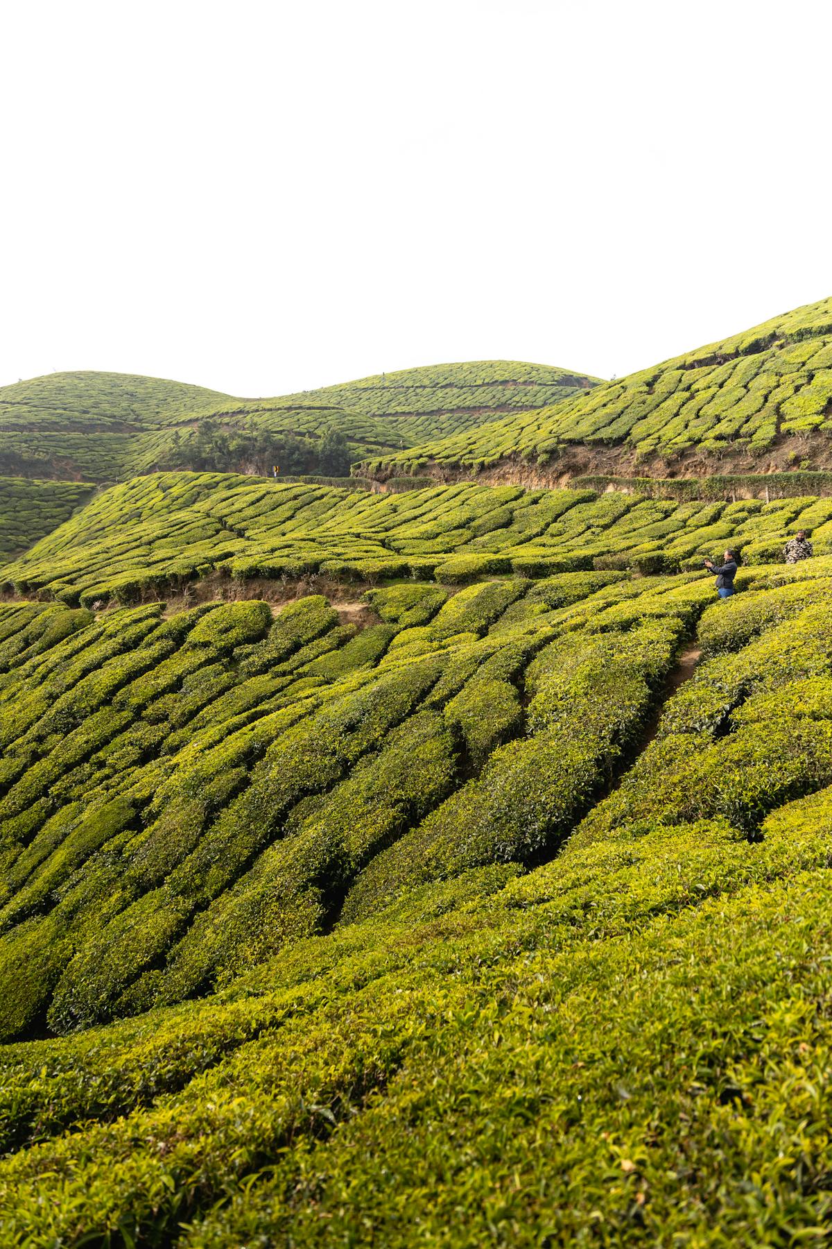 Tea Farms India Photos, Download The BEST Free Tea Farms India Stock ...