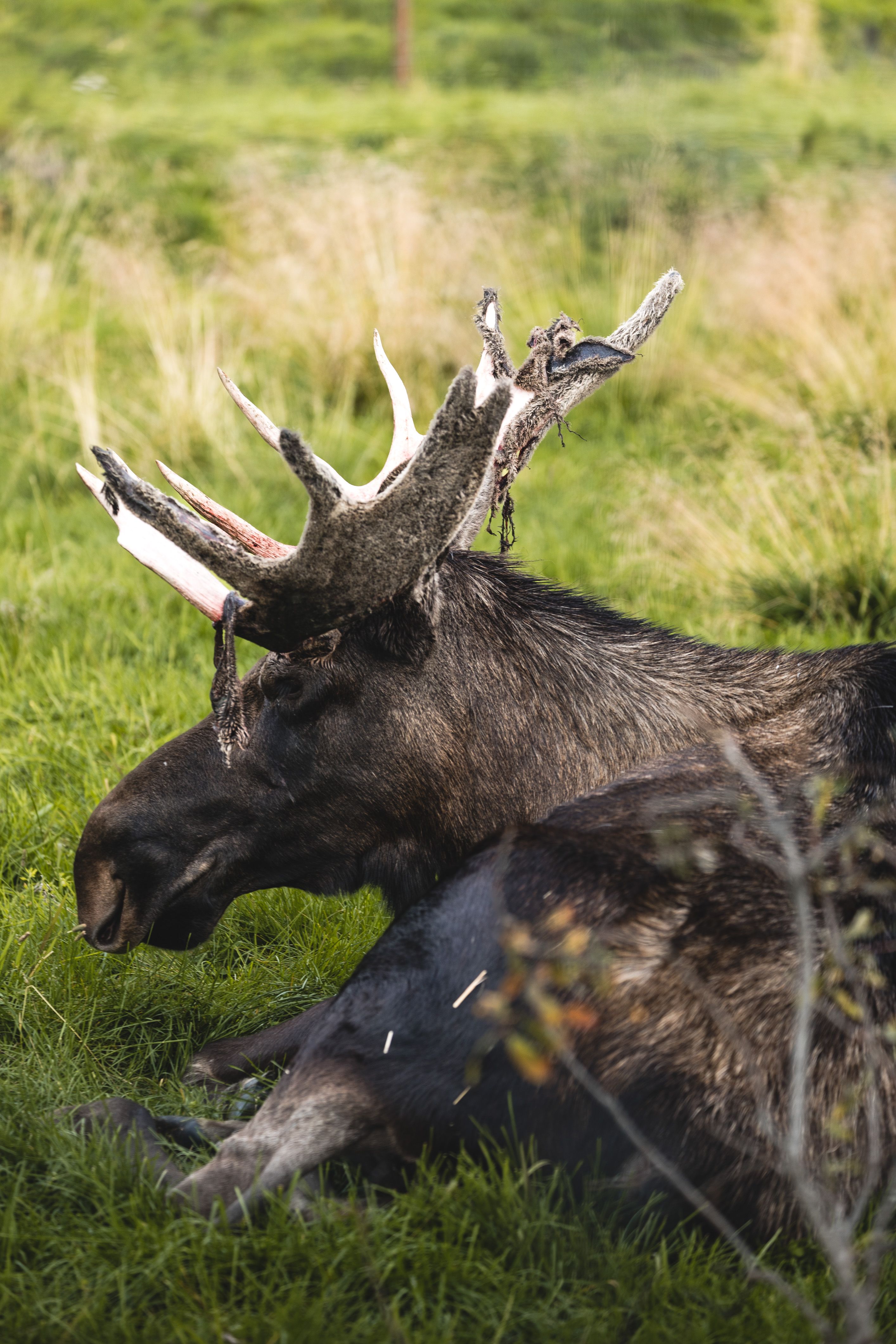 Brown Moose · Free Stock Photo