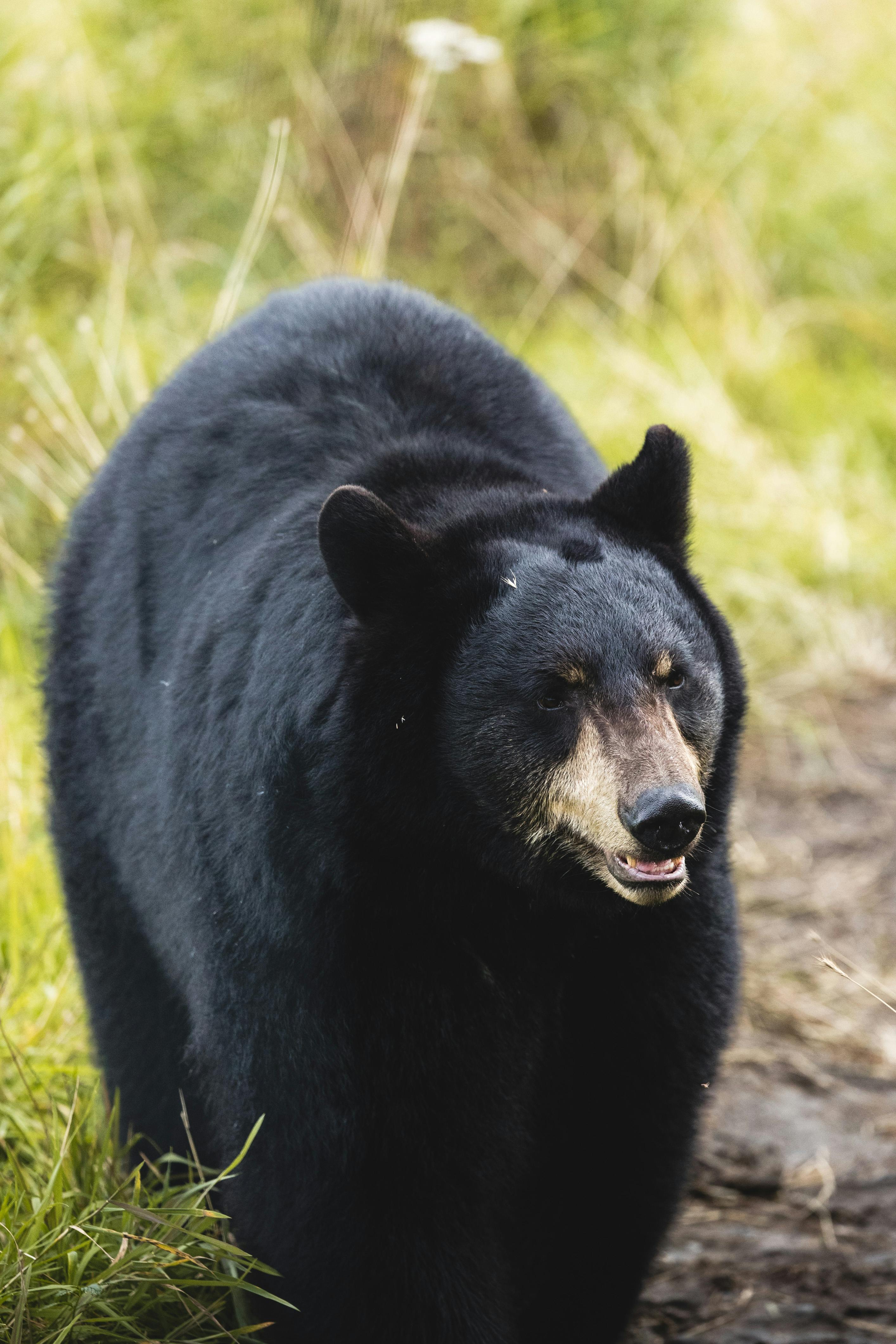 Wild Bears Photos, Download The BEST Free Wild Bears Stock Photos & HD ...