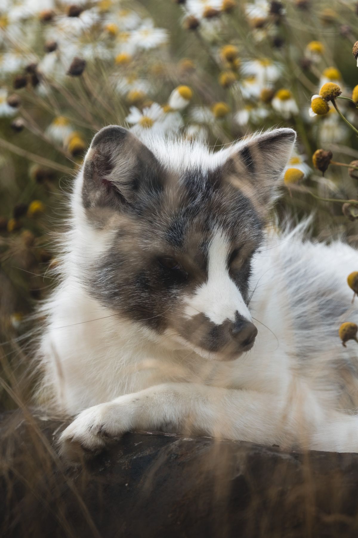 White Fox Photos, Download The BEST Free White Fox Stock Photos & HD Images