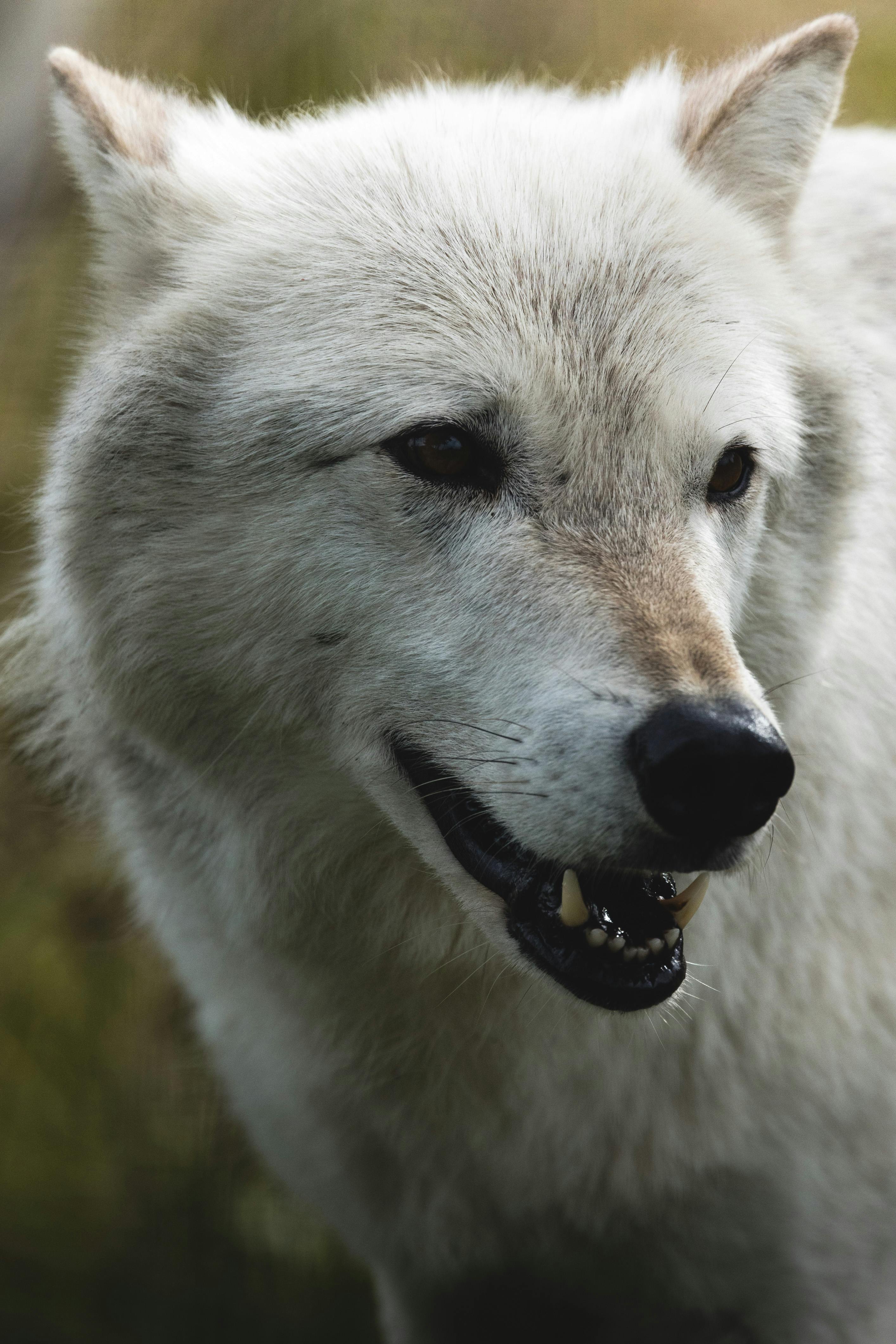 Gray and White Wolf on Grass Field Looking during Daytime · Free Stock ...