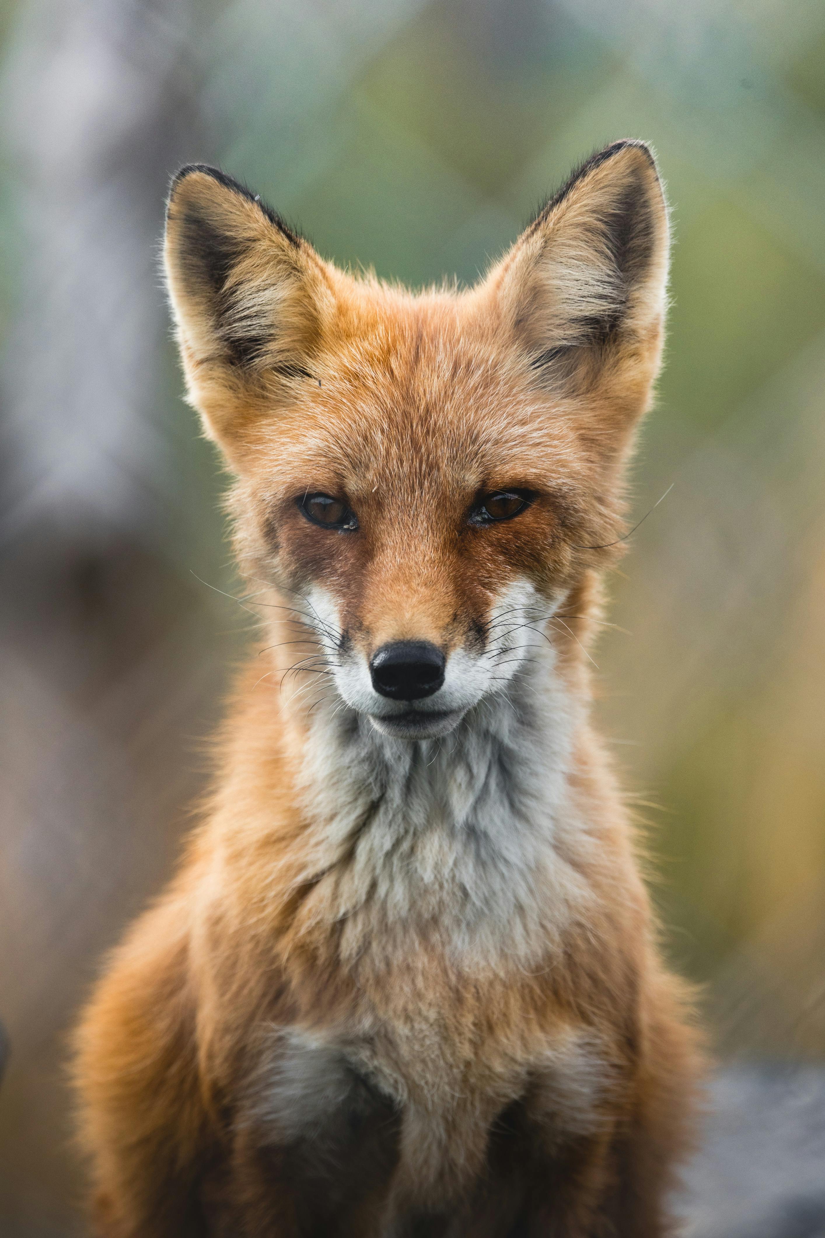 A Fox Sitting Outdoors · Free Stock Photo