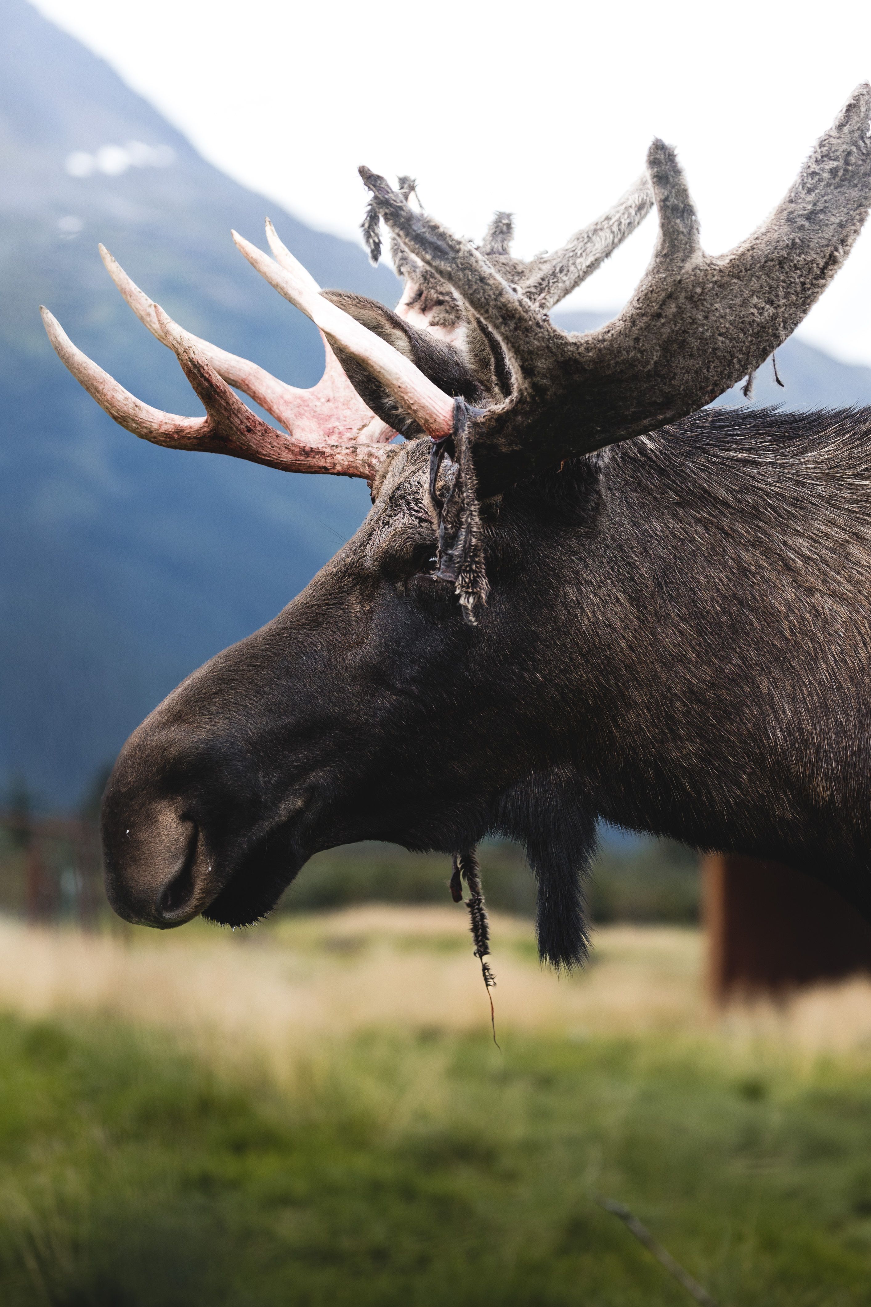 Brown Moose · Free Stock Photo