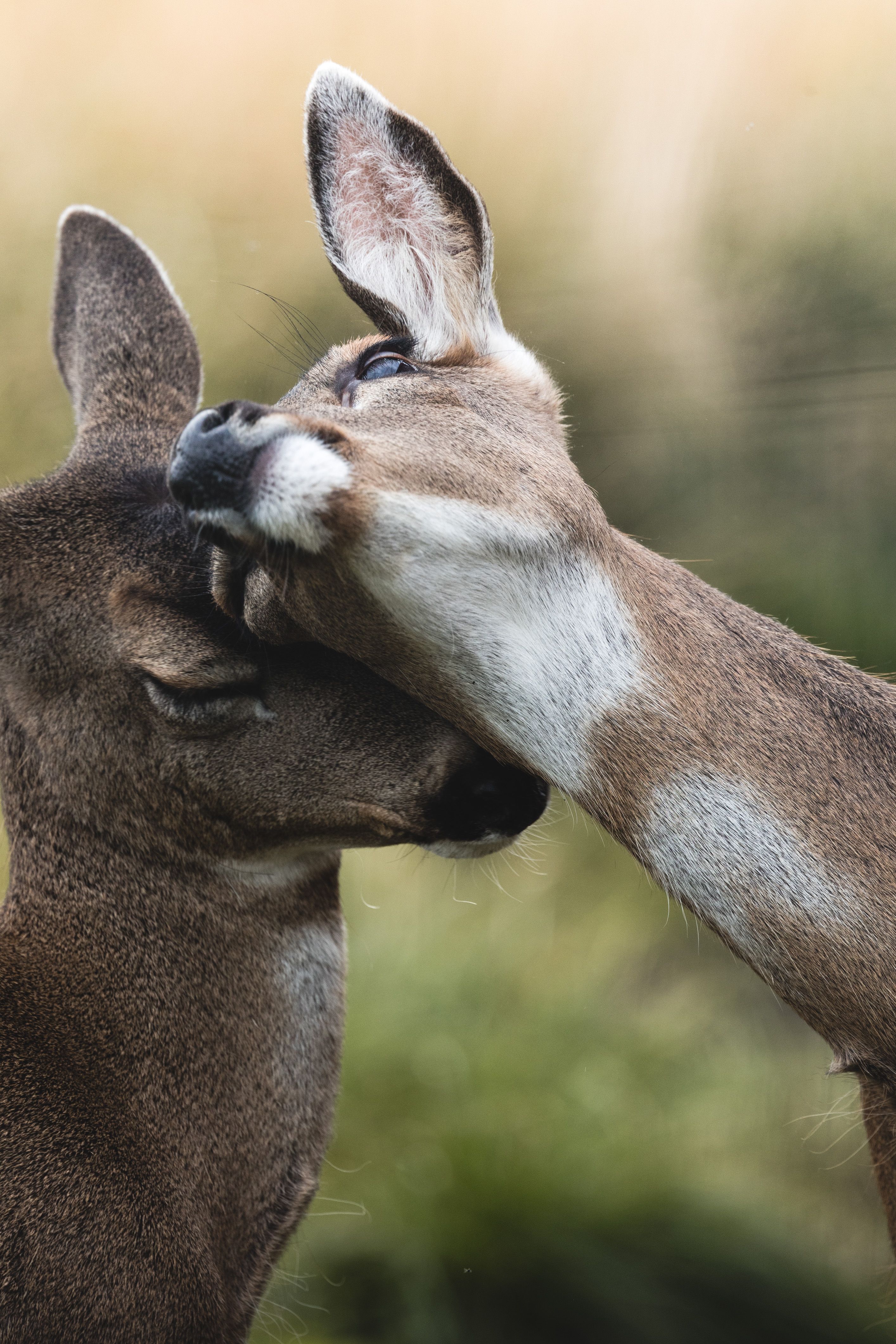 Close-up of Deer Touching with Their Heads · Free Stock Photo