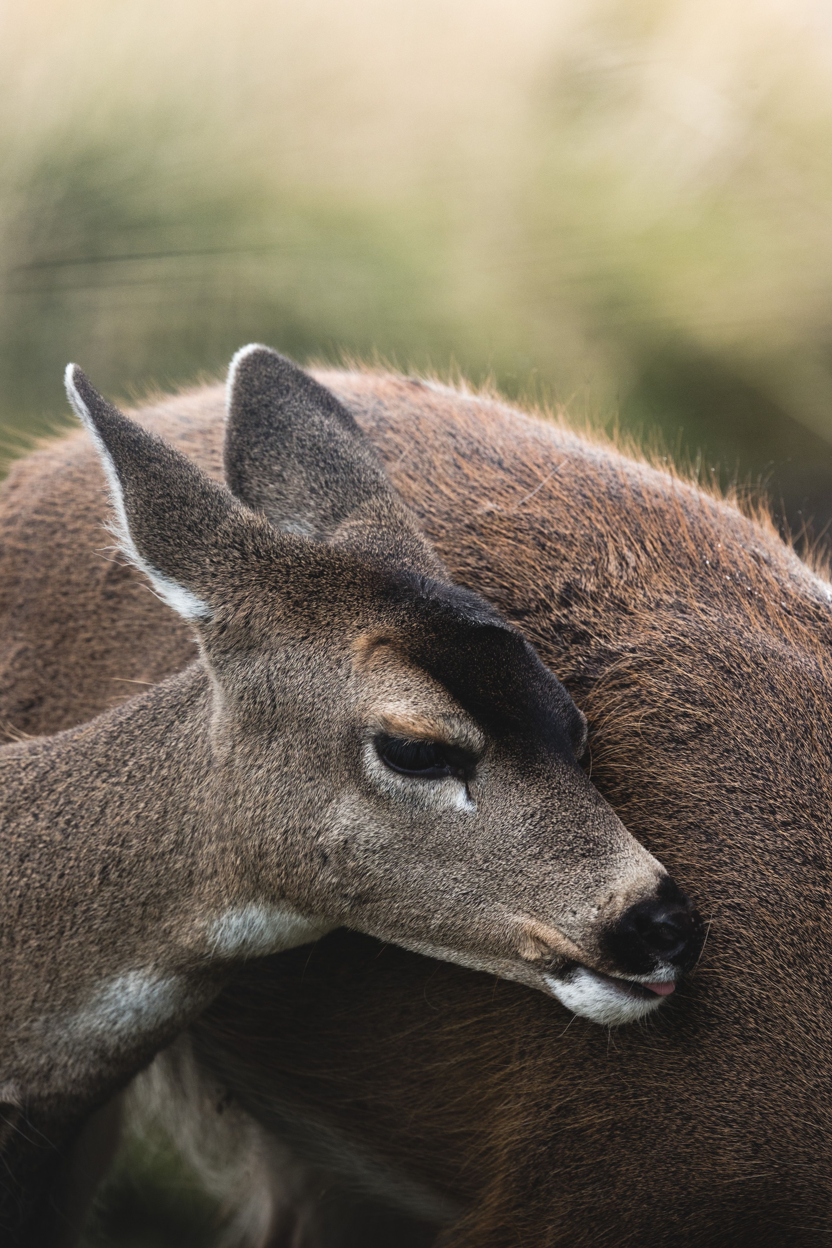 Brown and Gray Deer · Free Stock Photo