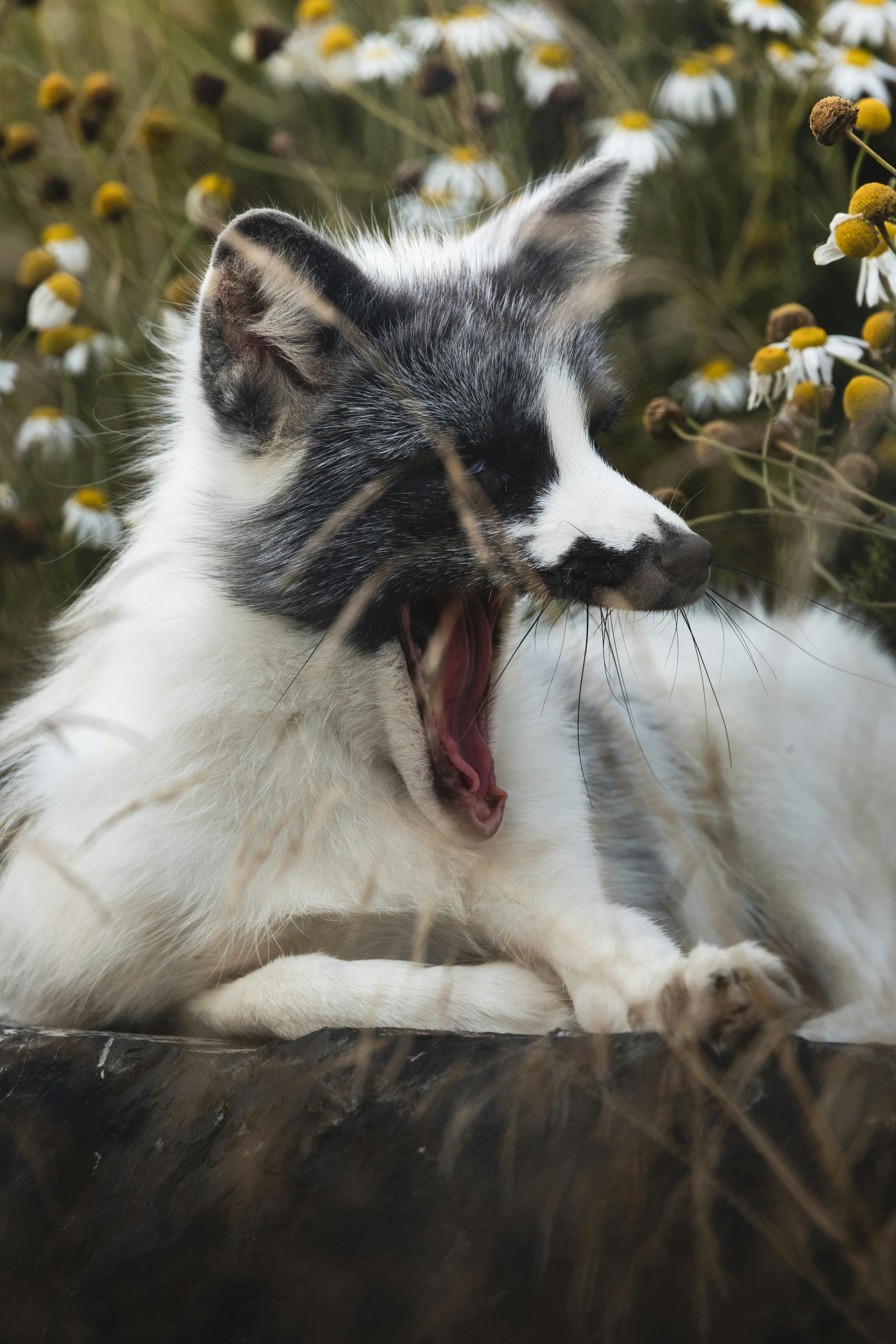 Close-Up Photo of Sleeping Fox · Free Stock Photo