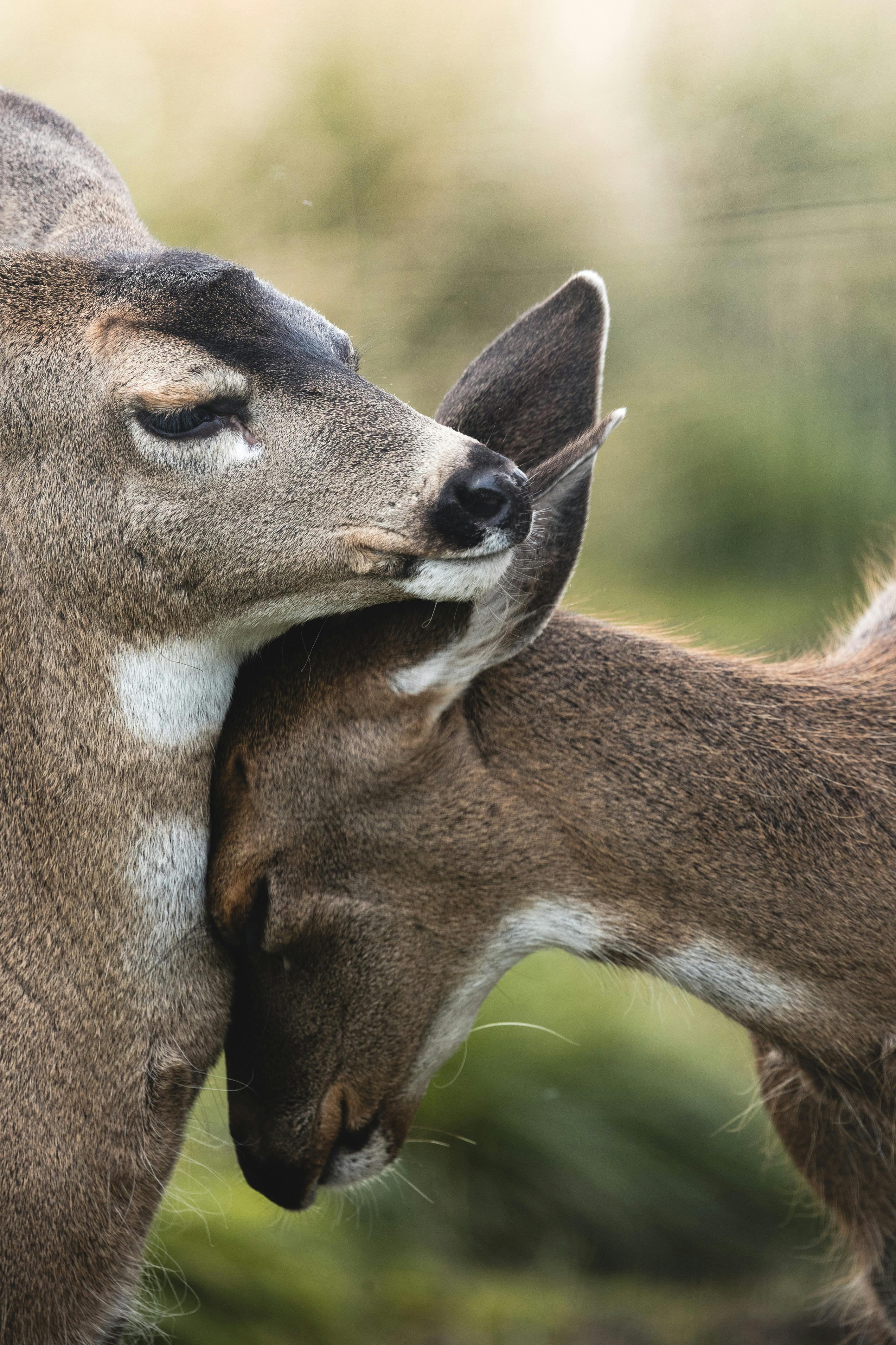 Two Deer in the Wild · Free Stock Photo