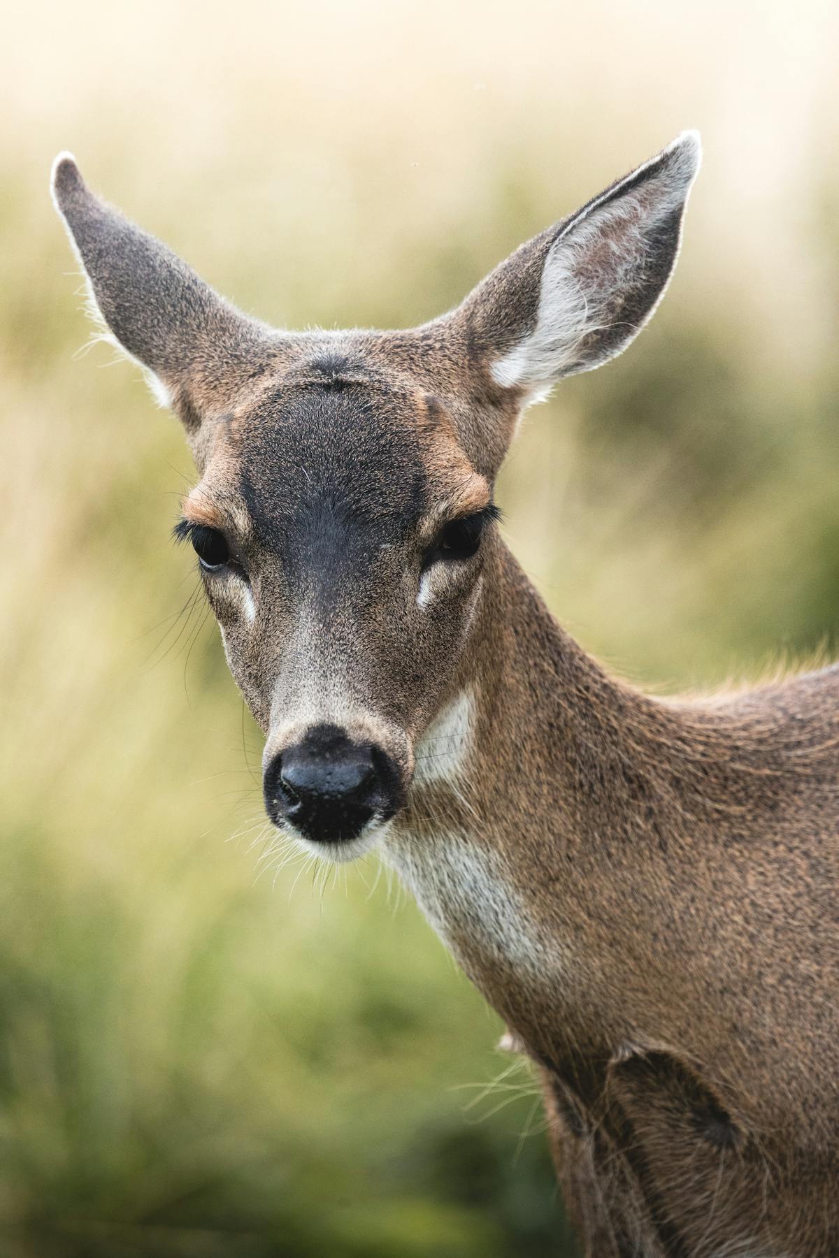 Deer Head Photos, Download The BEST Free Deer Head Stock Photos & HD Images
