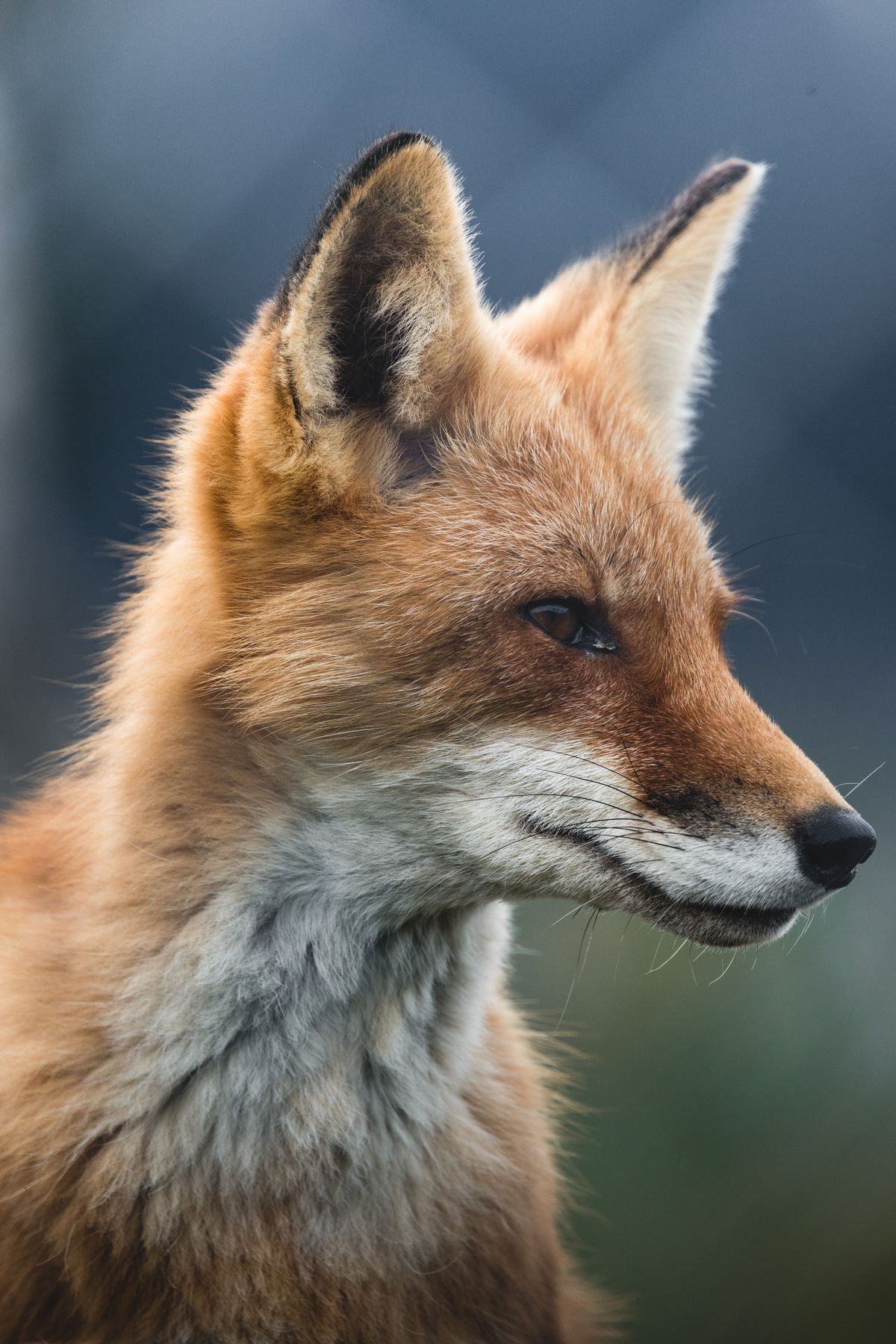 Red Fox Photos, Download The BEST Free Red Fox Stock Photos & HD Images