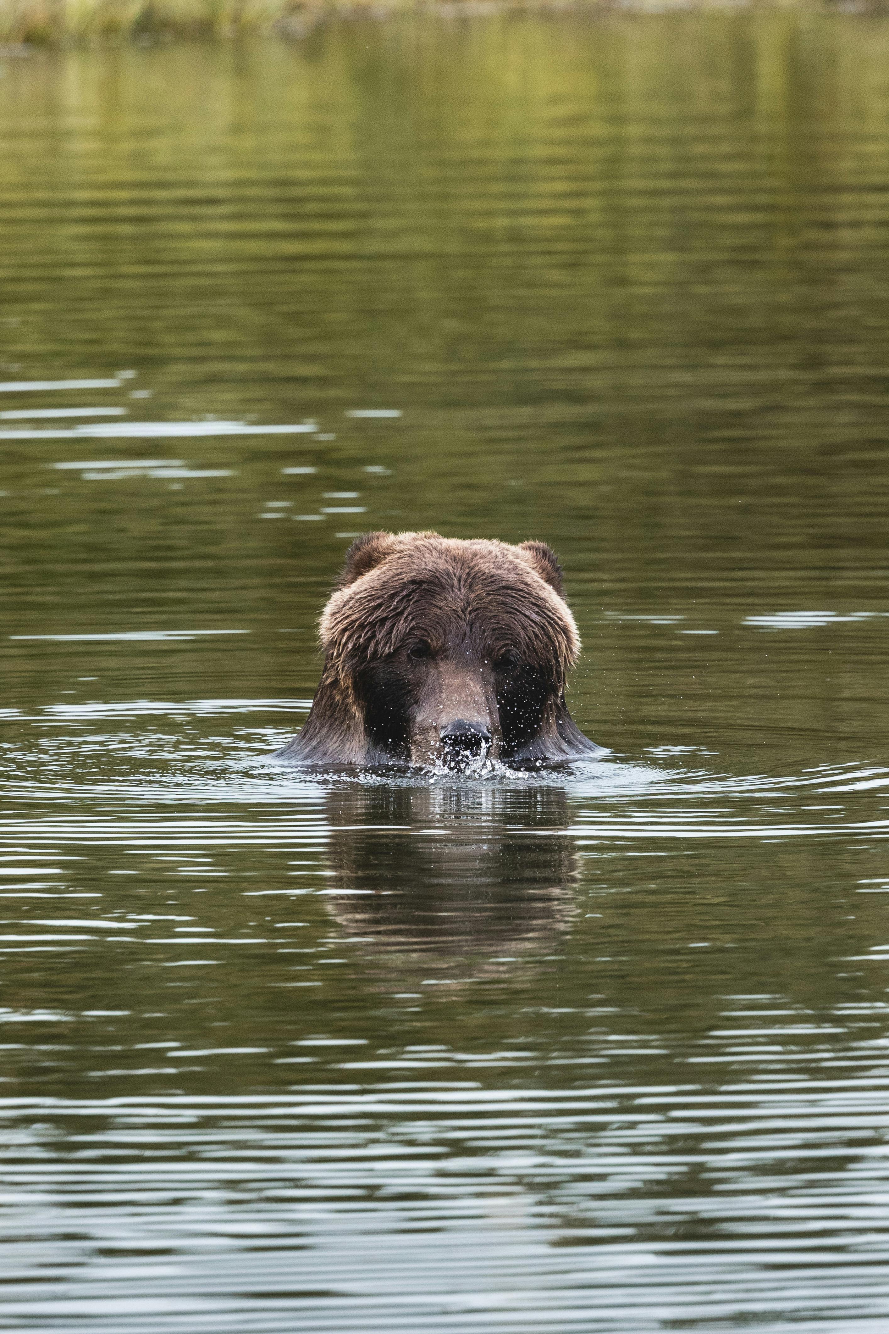 Front View Bear Photos, Download The BEST Free Front View Bear Stock ...