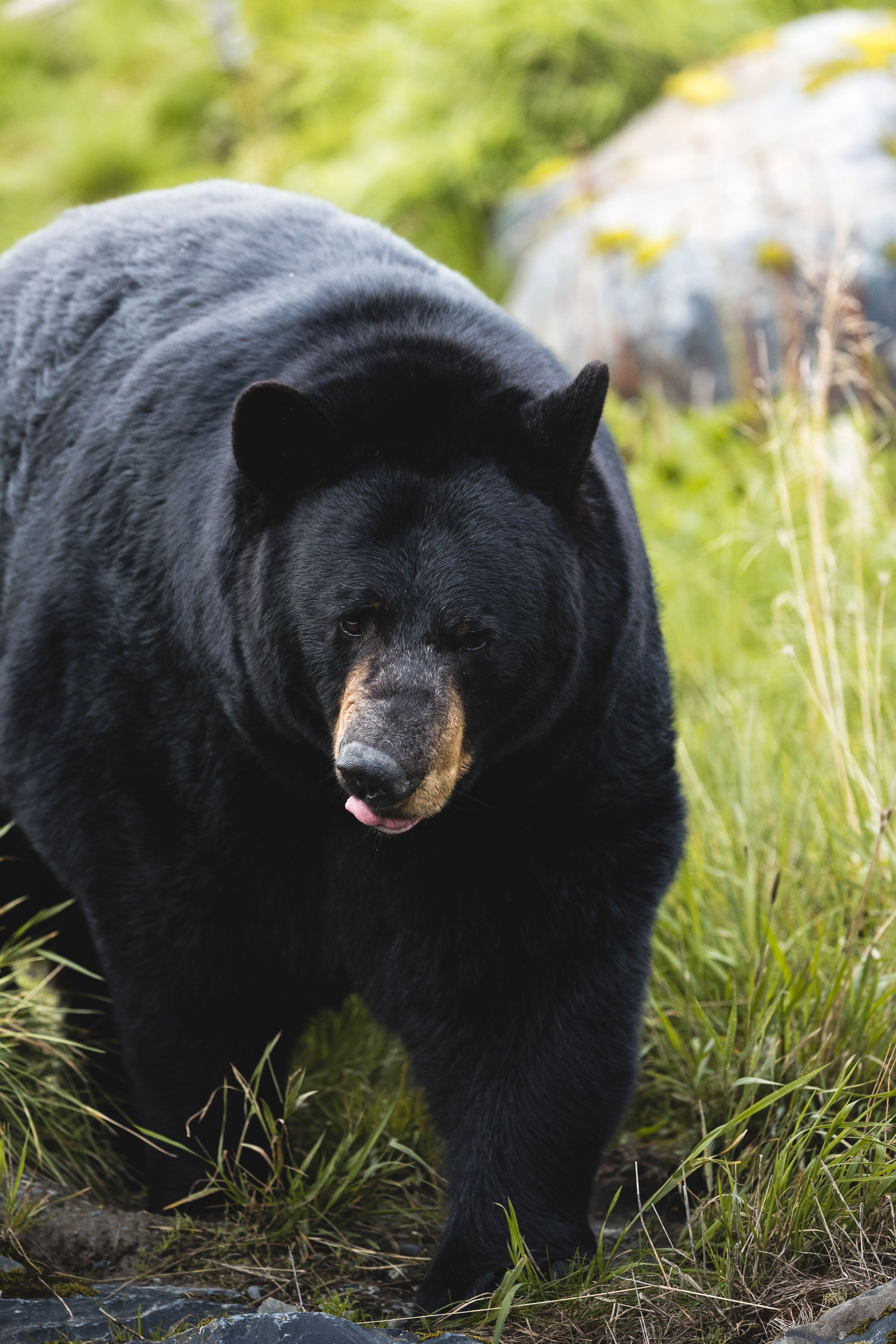 Kodiak Bear Photos, Download The BEST Free Kodiak Bear Stock Photos ...