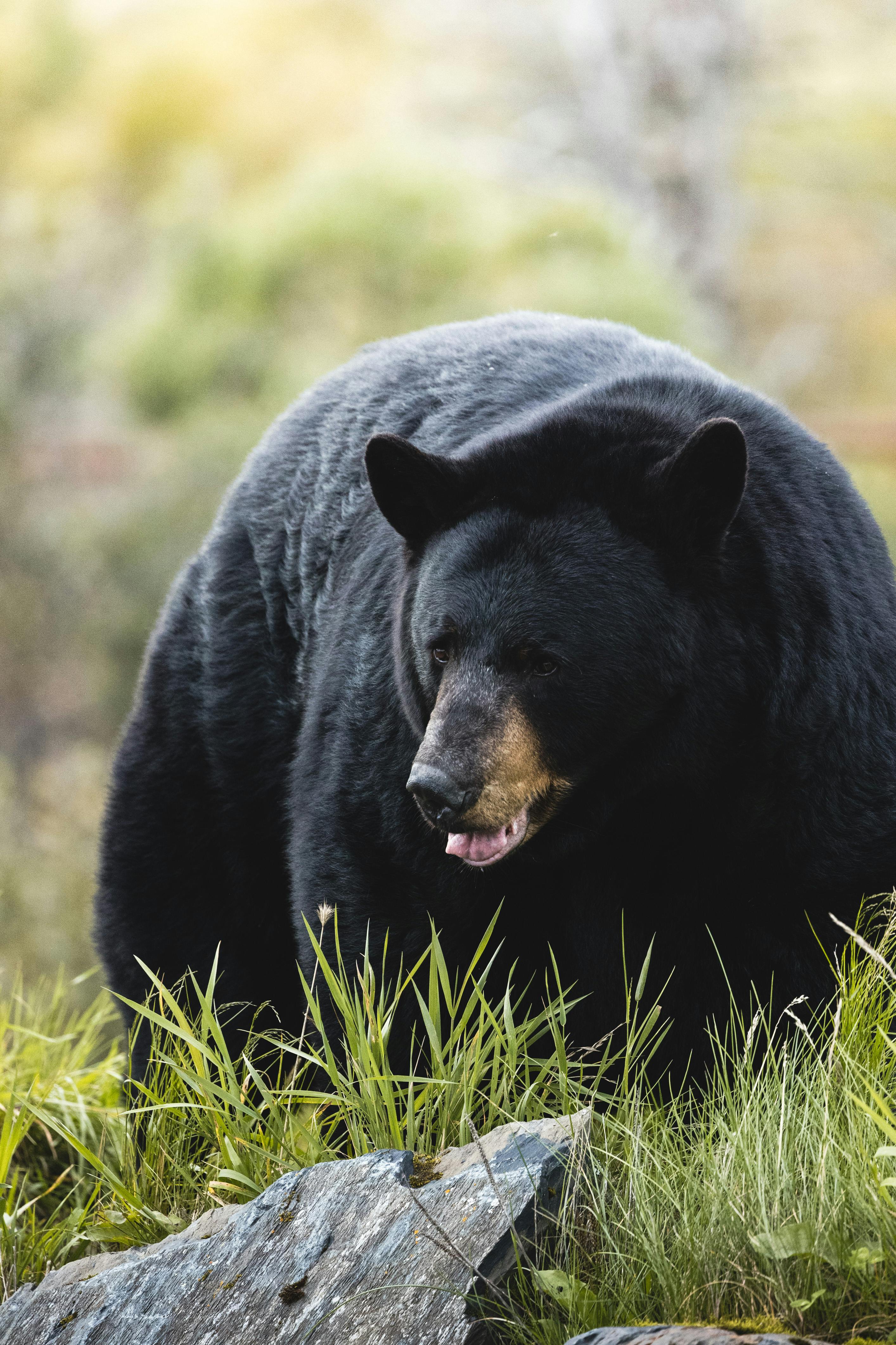 Black Bear Photos, Download The BEST Free Black Bear Stock Photos & HD ...