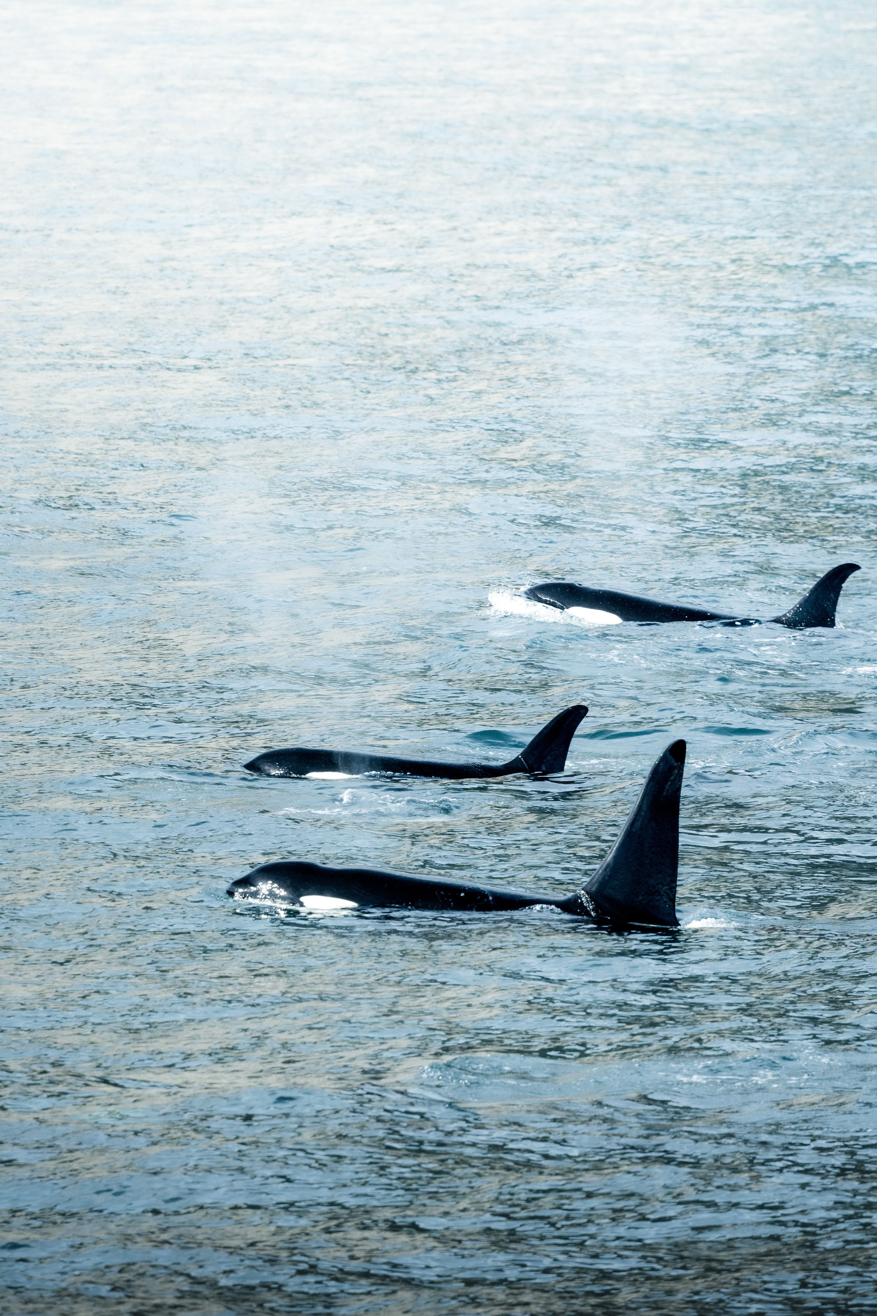 Orca En El Mar · Foto de stock gratuita