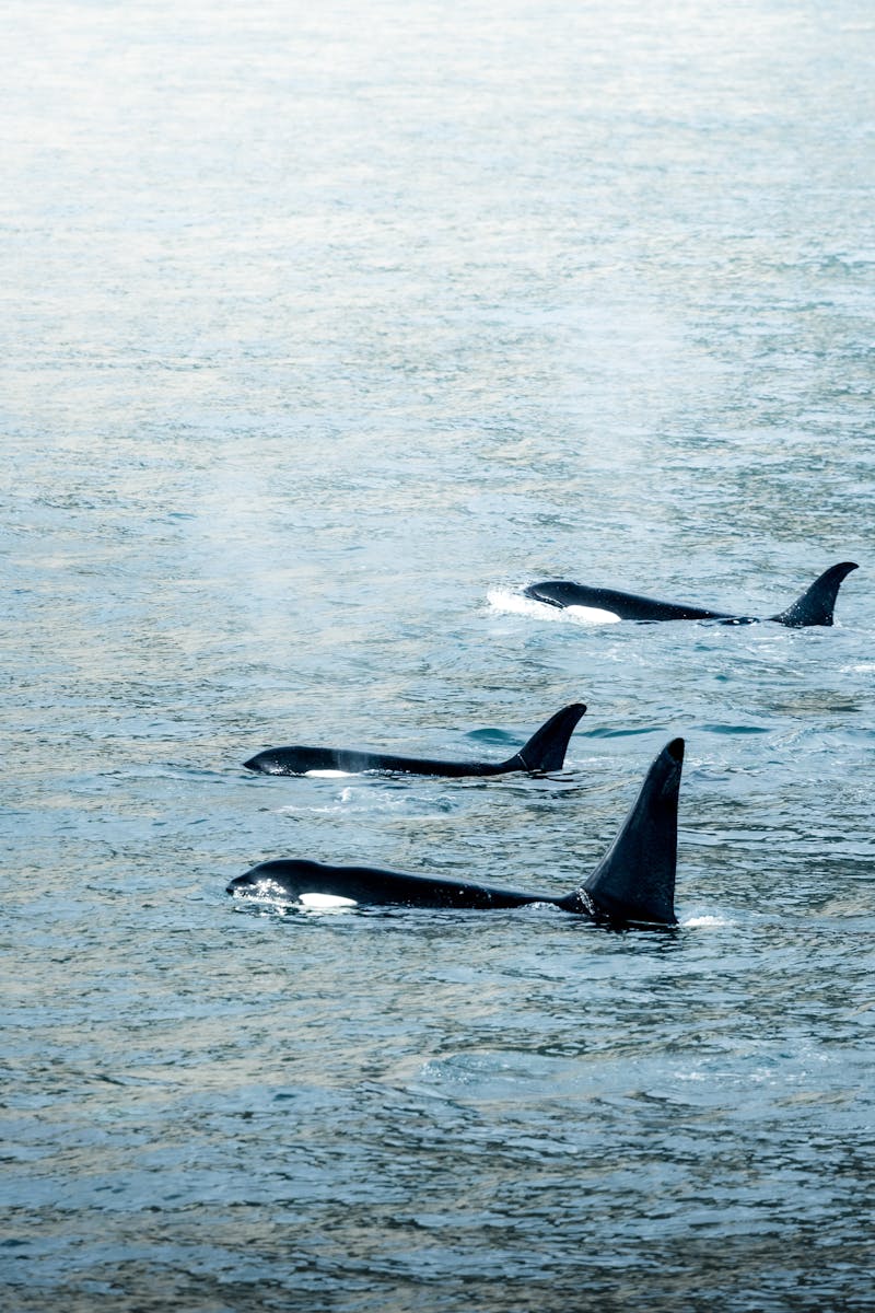 Orca Photos, Download The BEST Free Orca Stock Photos & HD Images